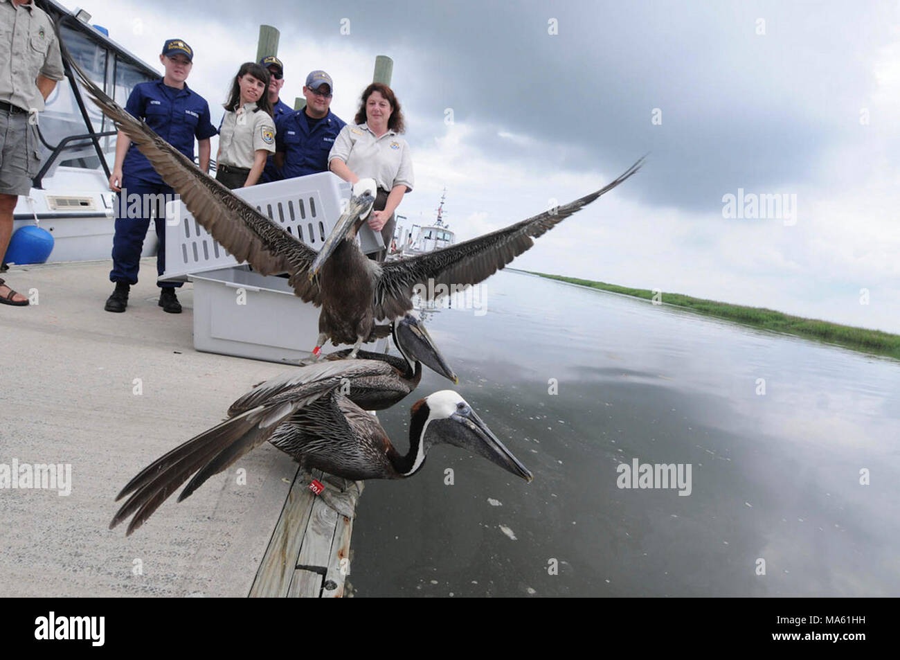 Bp oil spill and animals hi-res stock photography and images - Alamy