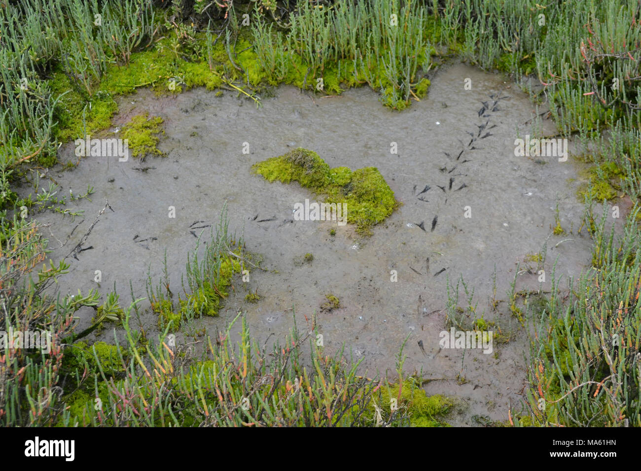 Bird tracks in the marsh Stock Photo - Alamy
