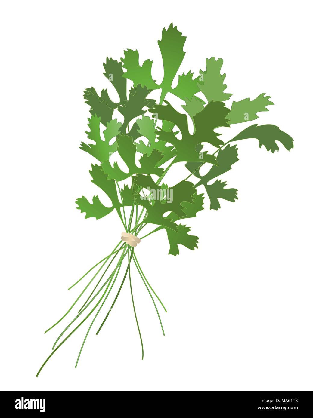 a vector illustration in eps 10 format of a bunch of cilantro isolated ...
