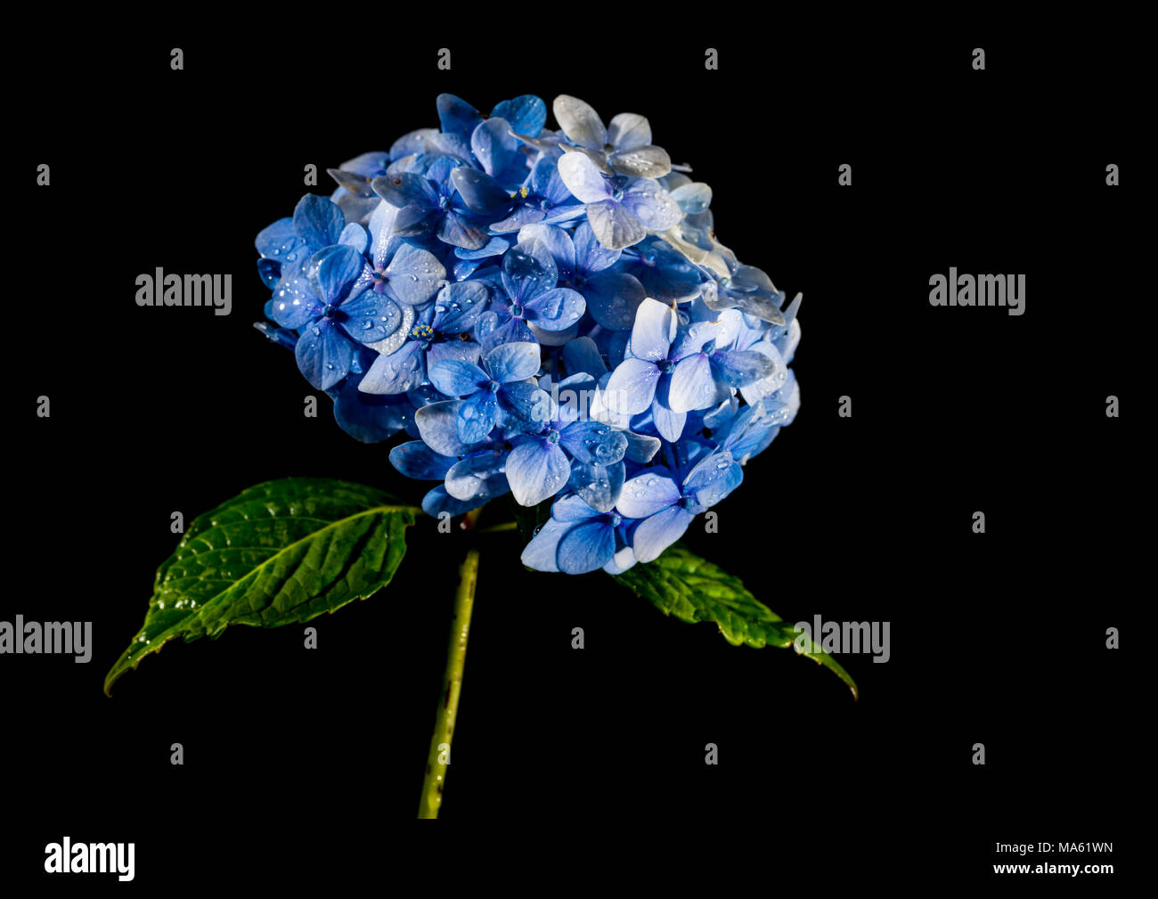 Blue hydrangea against black background hi-res stock photography and ...