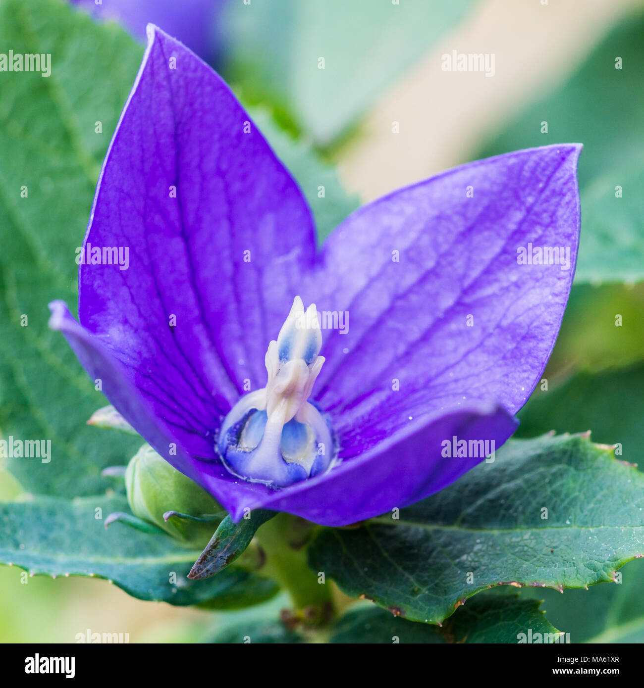 Blue balloon flower hi-res stock photography and images - Alamy