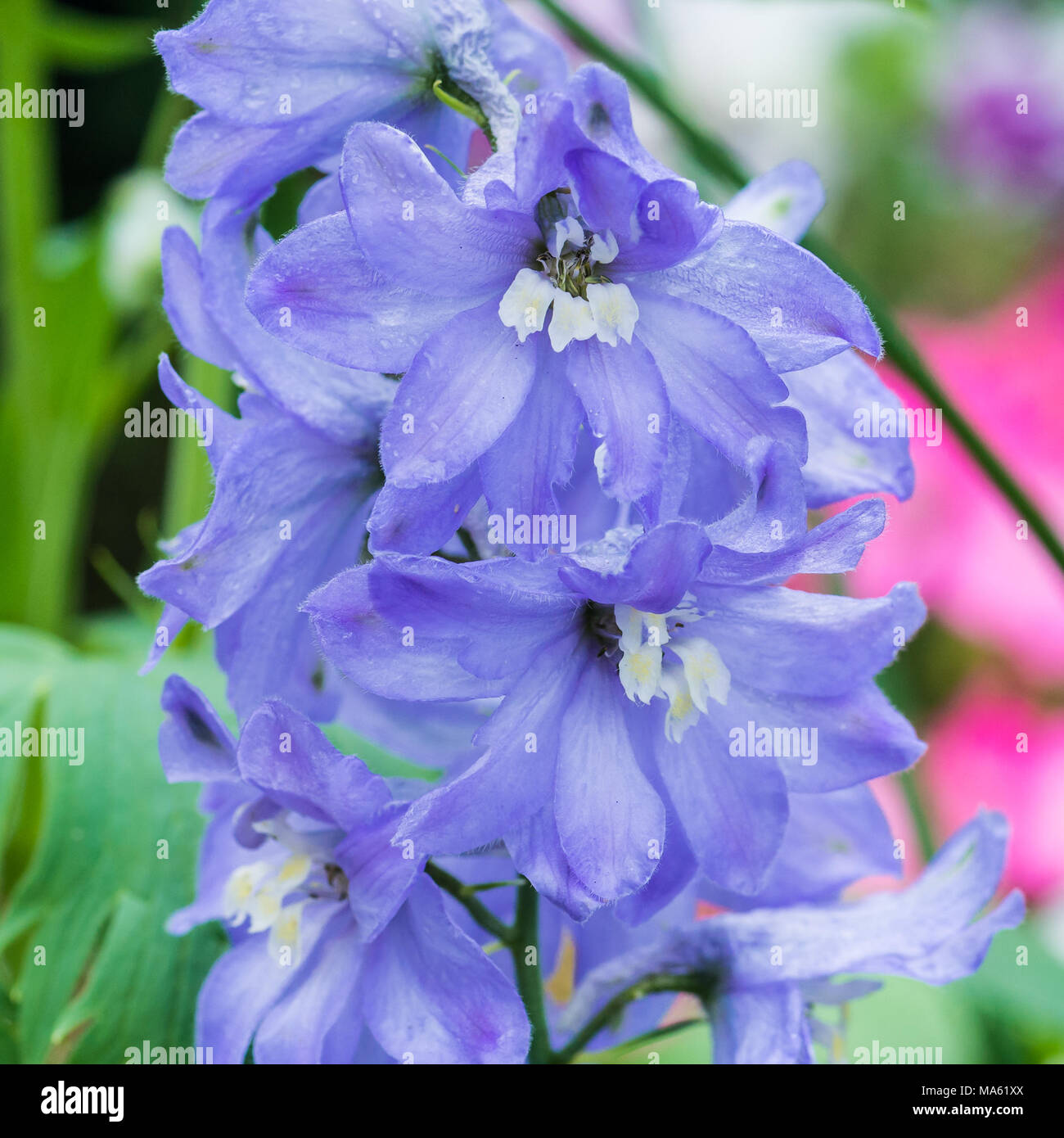 Light blue delphinium hi-res stock photography and images - Alamy