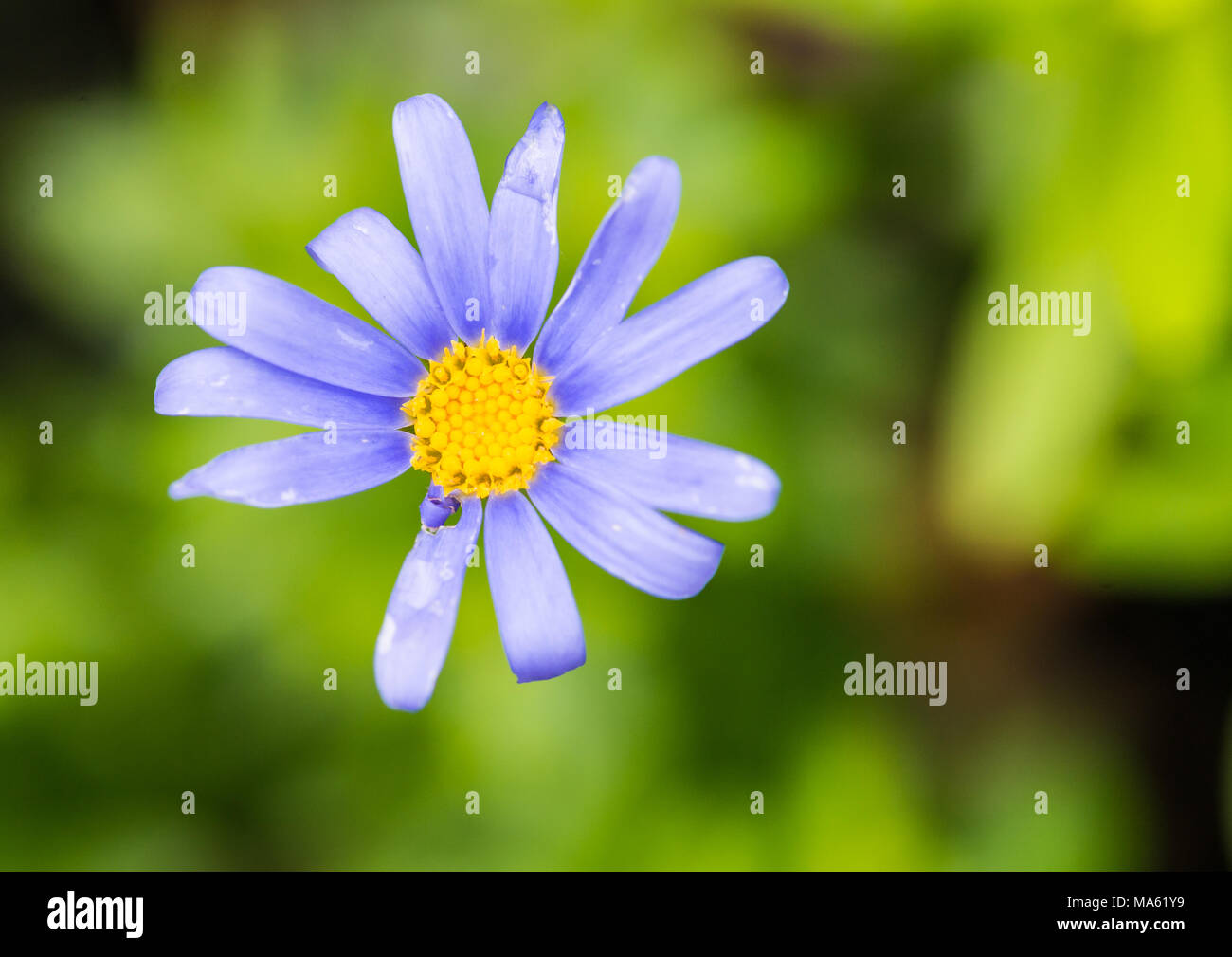 Blue felicia hi-res stock photography and images - Alamy