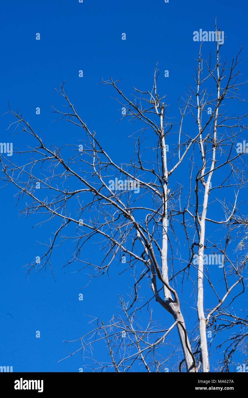 Silver grey tree hi-res stock photography and images - Alamy