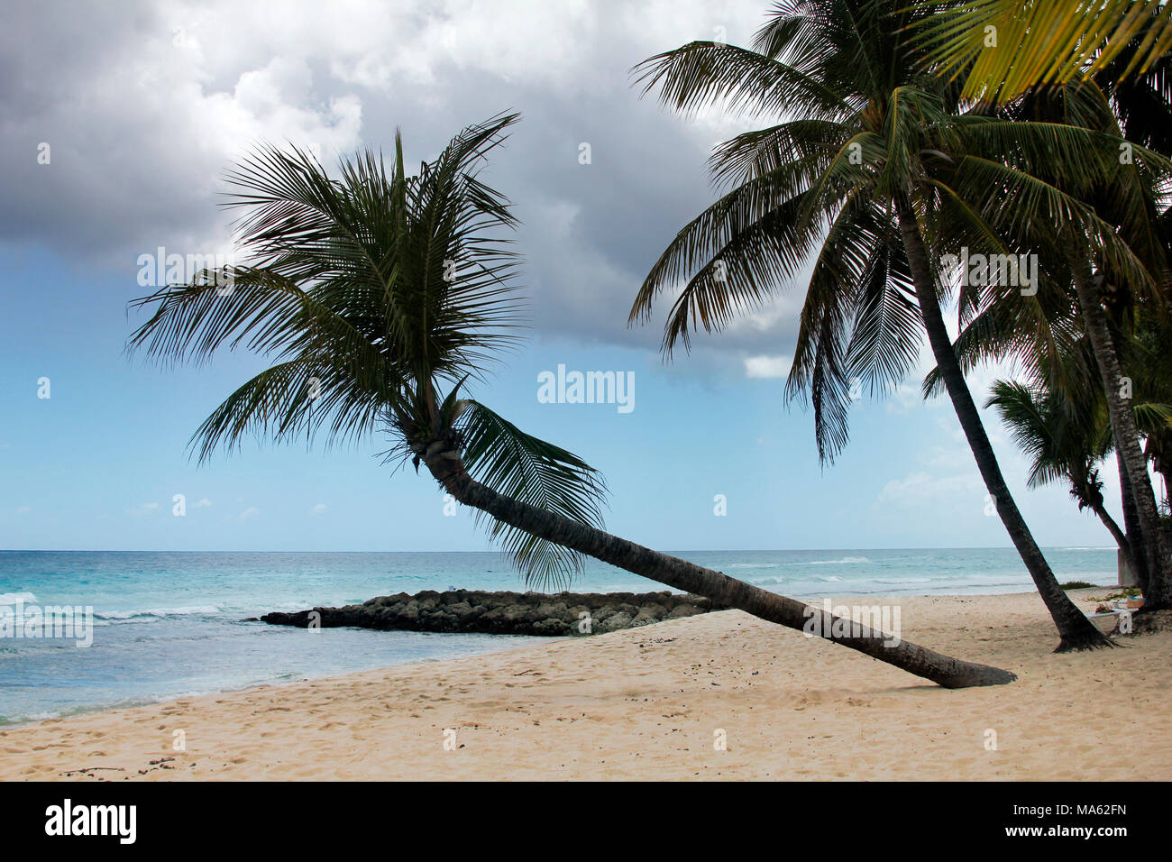 View of nice tropical beach with palm. Barbados Stock Photo - Alamy