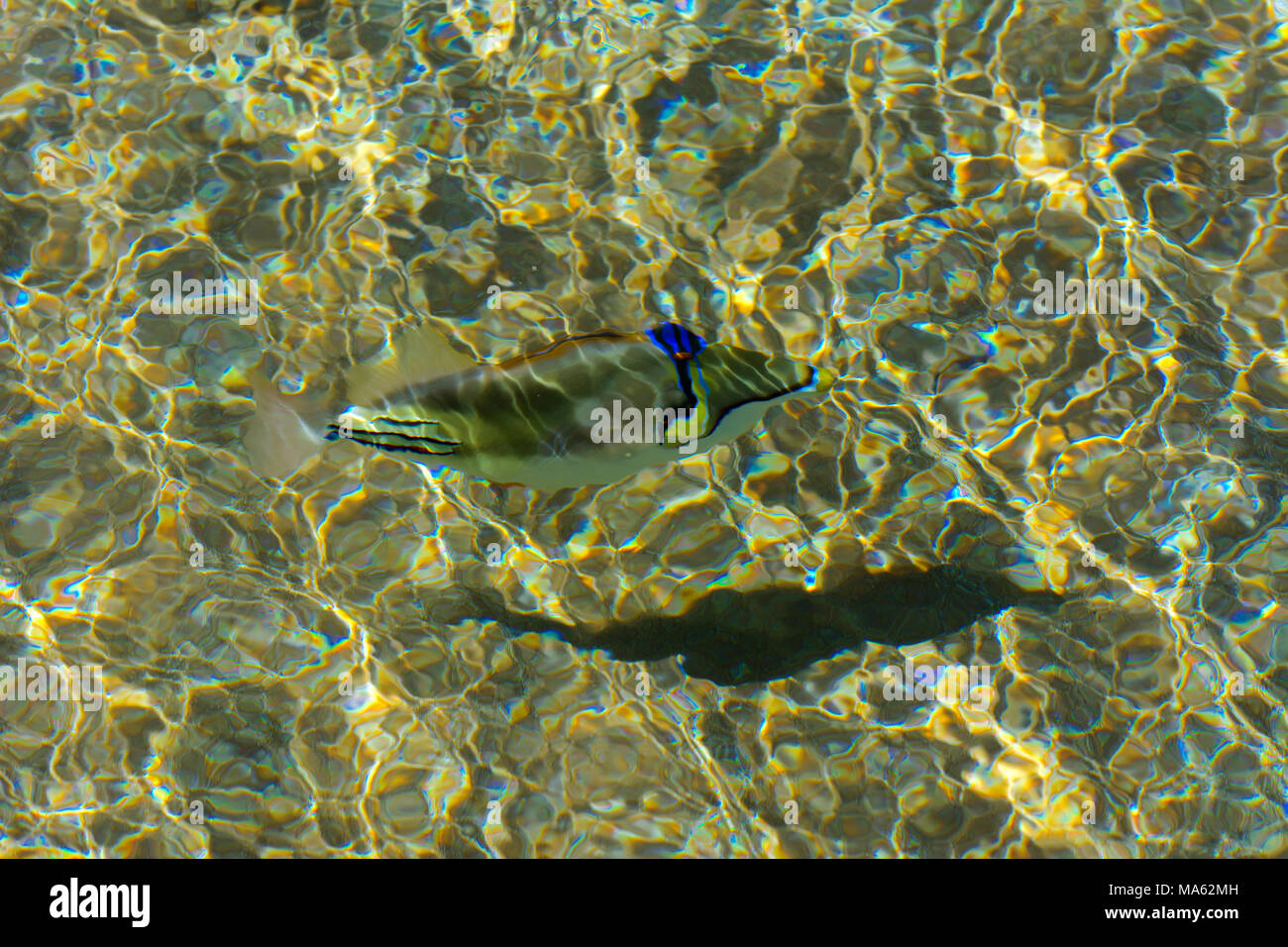 Multicolored beautiful red sea fish over the thickness of the water on ...