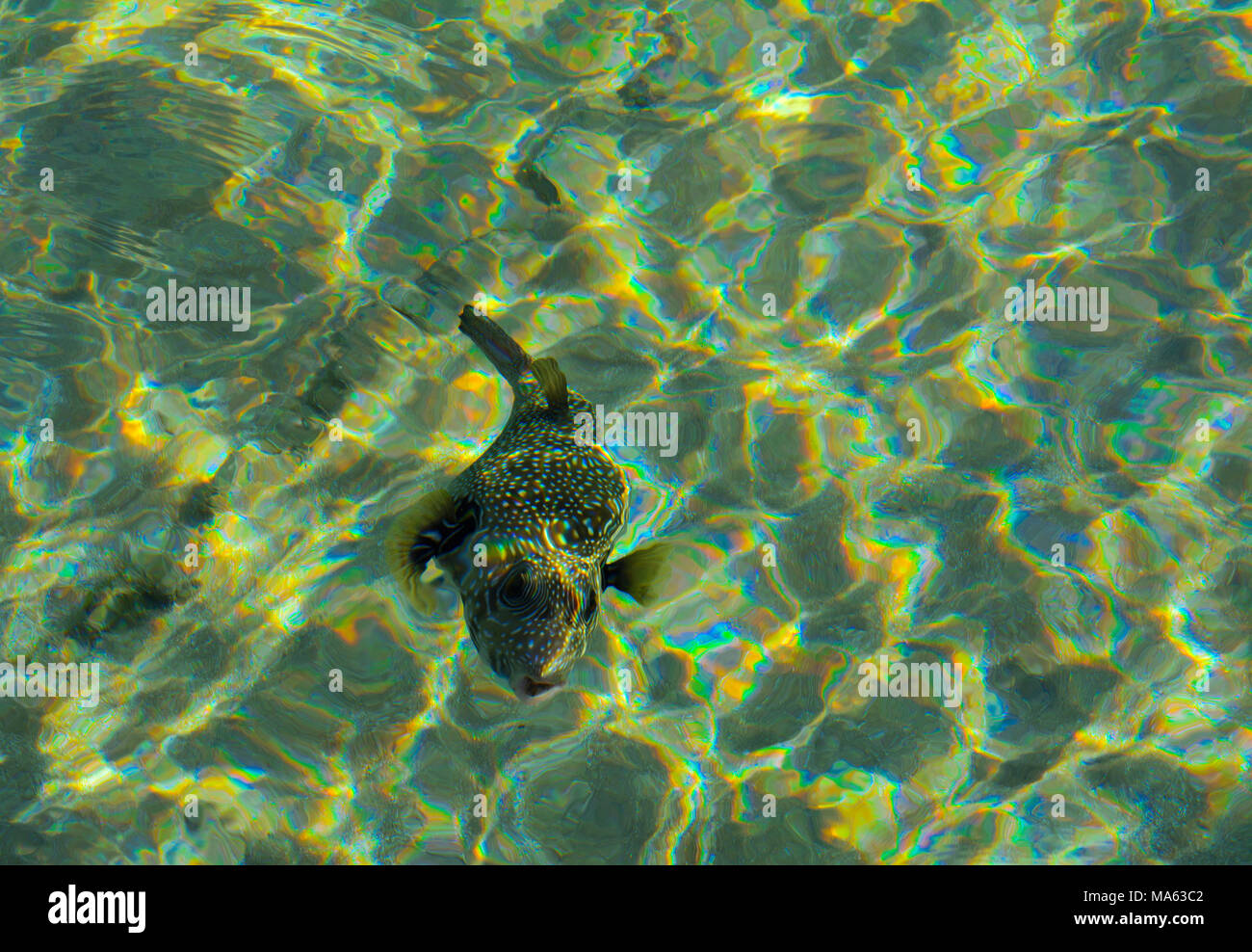 Multicolored beautiful red sea fish over the thickness of the water on ...