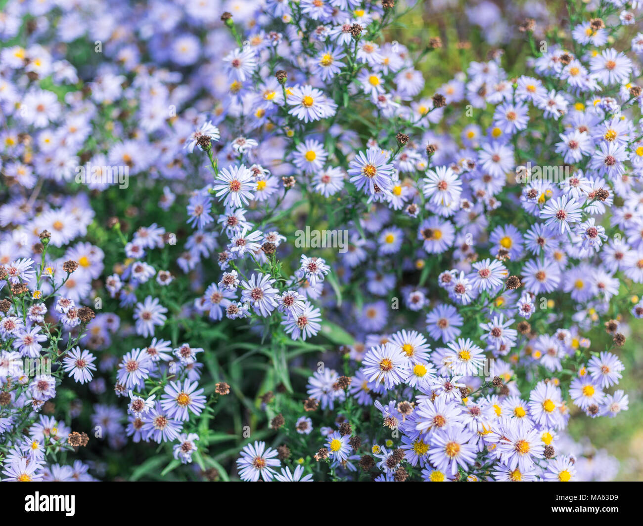 Blue Asters Stock Photos & Blue Asters Stock Images - Alamy