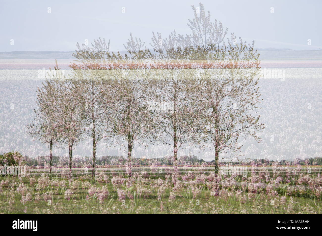 trees and tulips in double exposure Stock Photo - Alamy