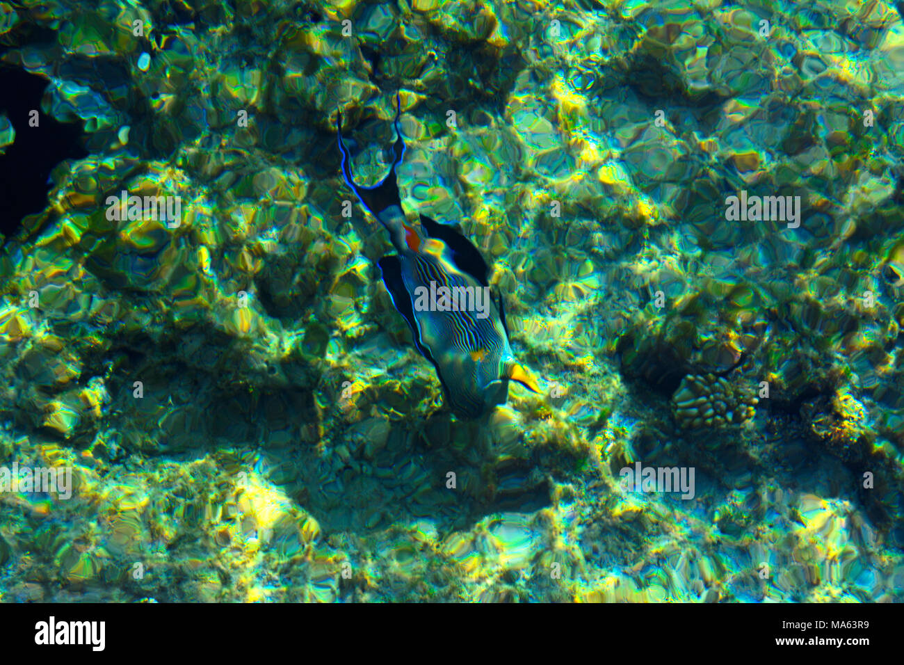 Multicolored beautiful red sea fish over the thickness of the water on ...