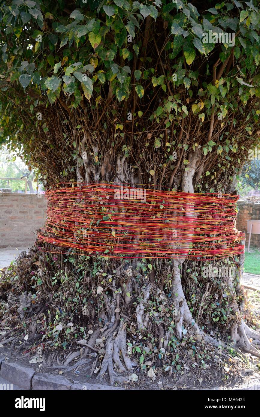 Wish tree hi-res stock photography and images - Alamy