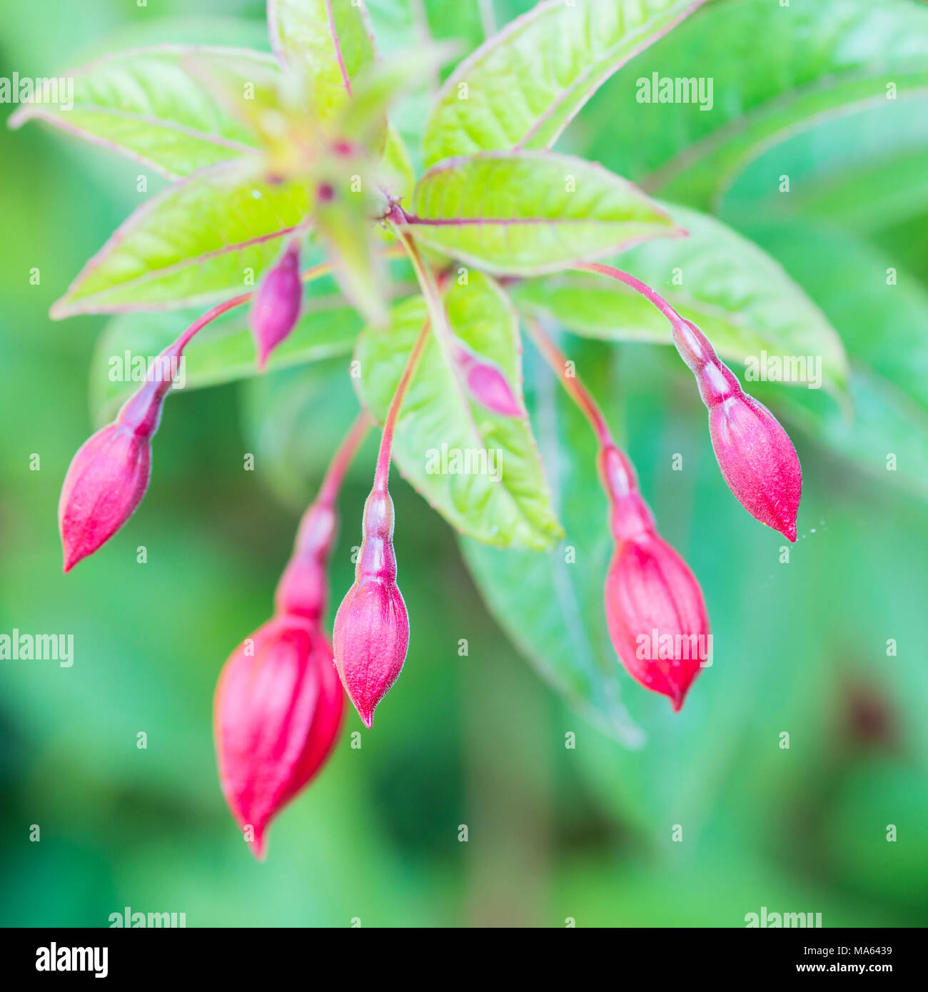 Fuchsia bud hi-res stock photography and images - Alamy