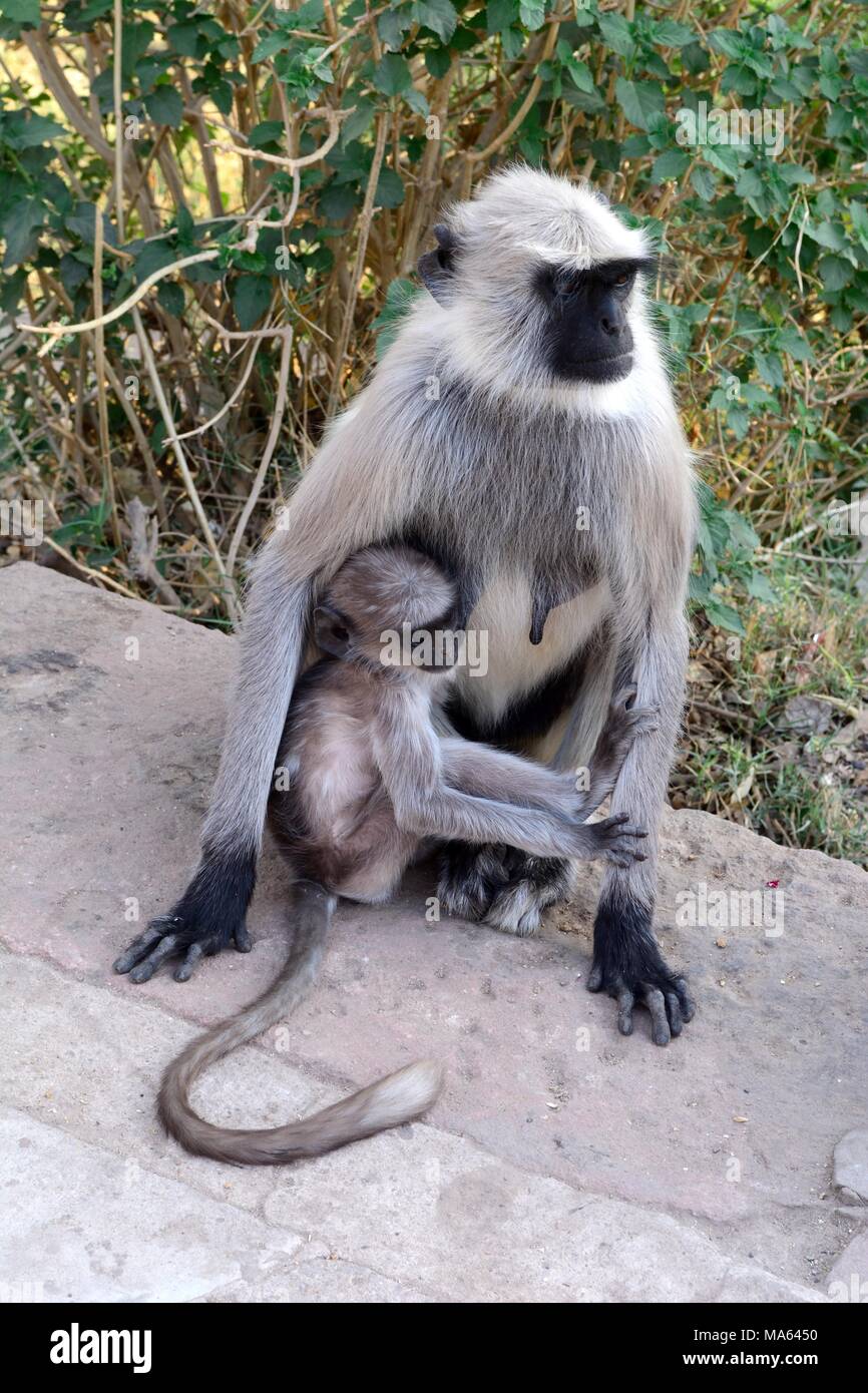 Monkey holding baby hi-res stock photography and images - Alamy