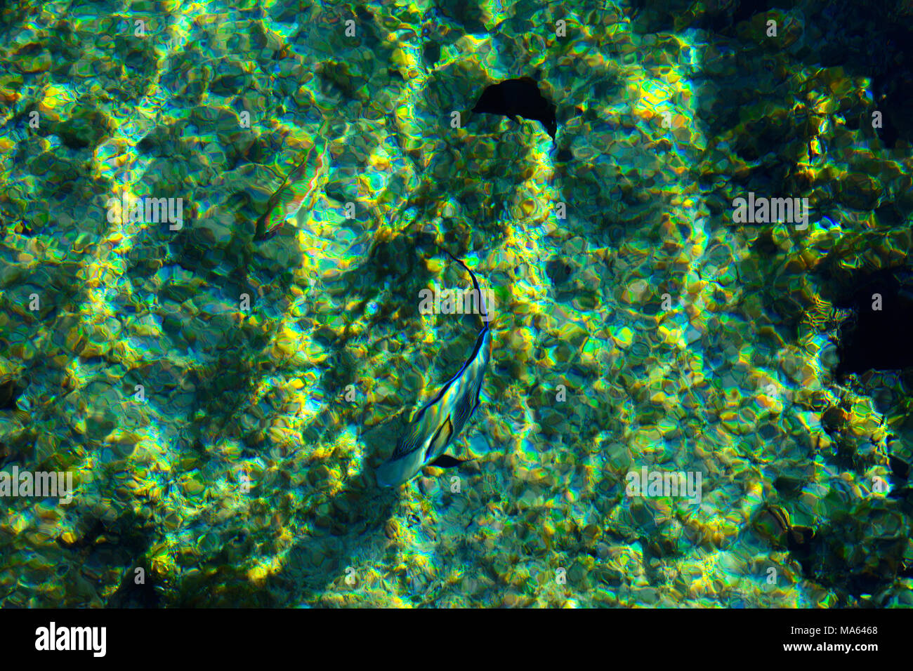 Multicolored beautiful red sea fish over the thickness of the water on ...