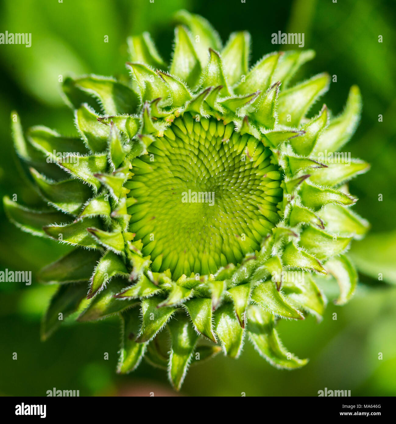 Coneflower bud hi-res stock photography and images - Alamy