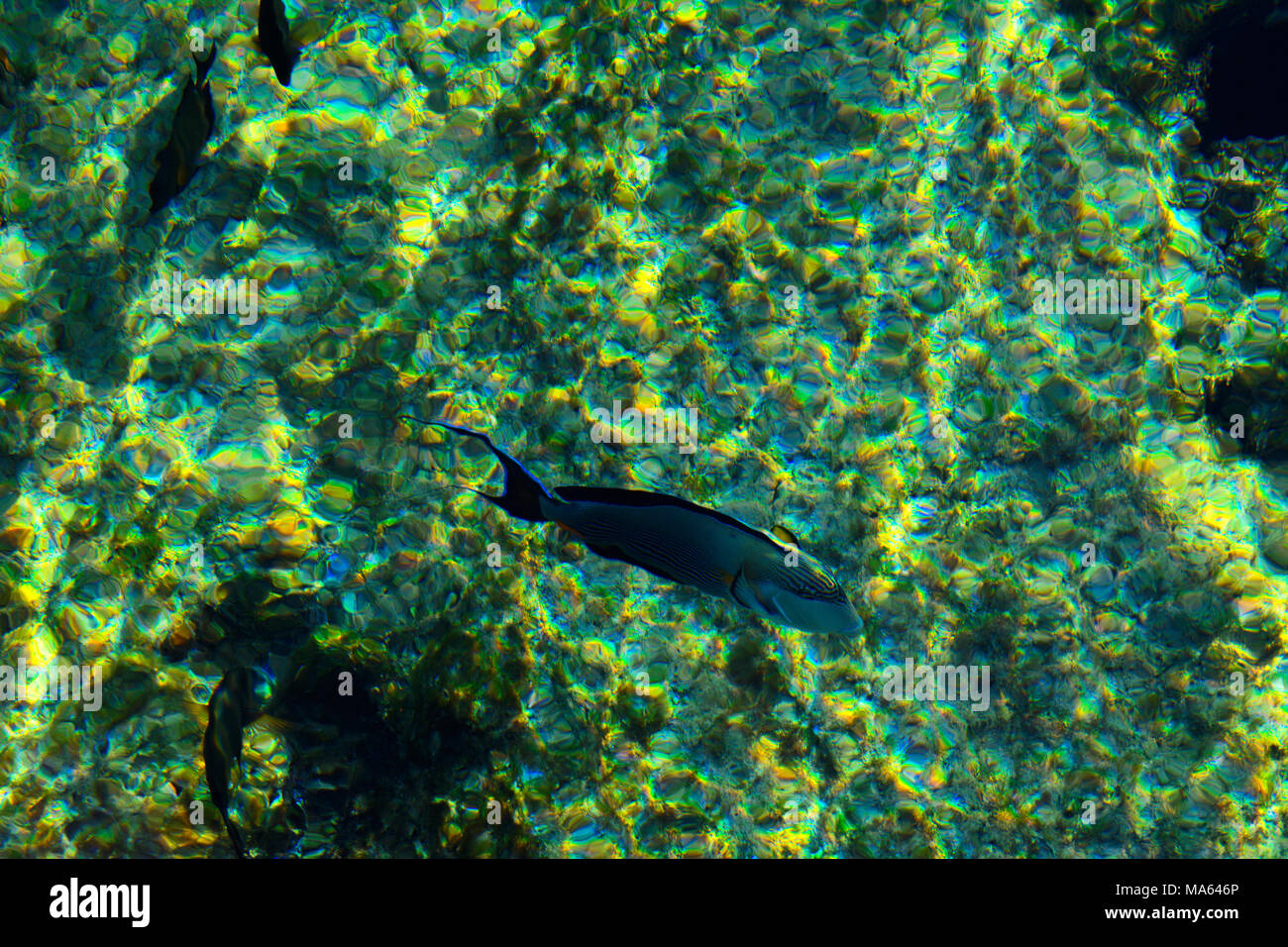 Multicolored beautiful red sea fish over the thickness of the water on ...