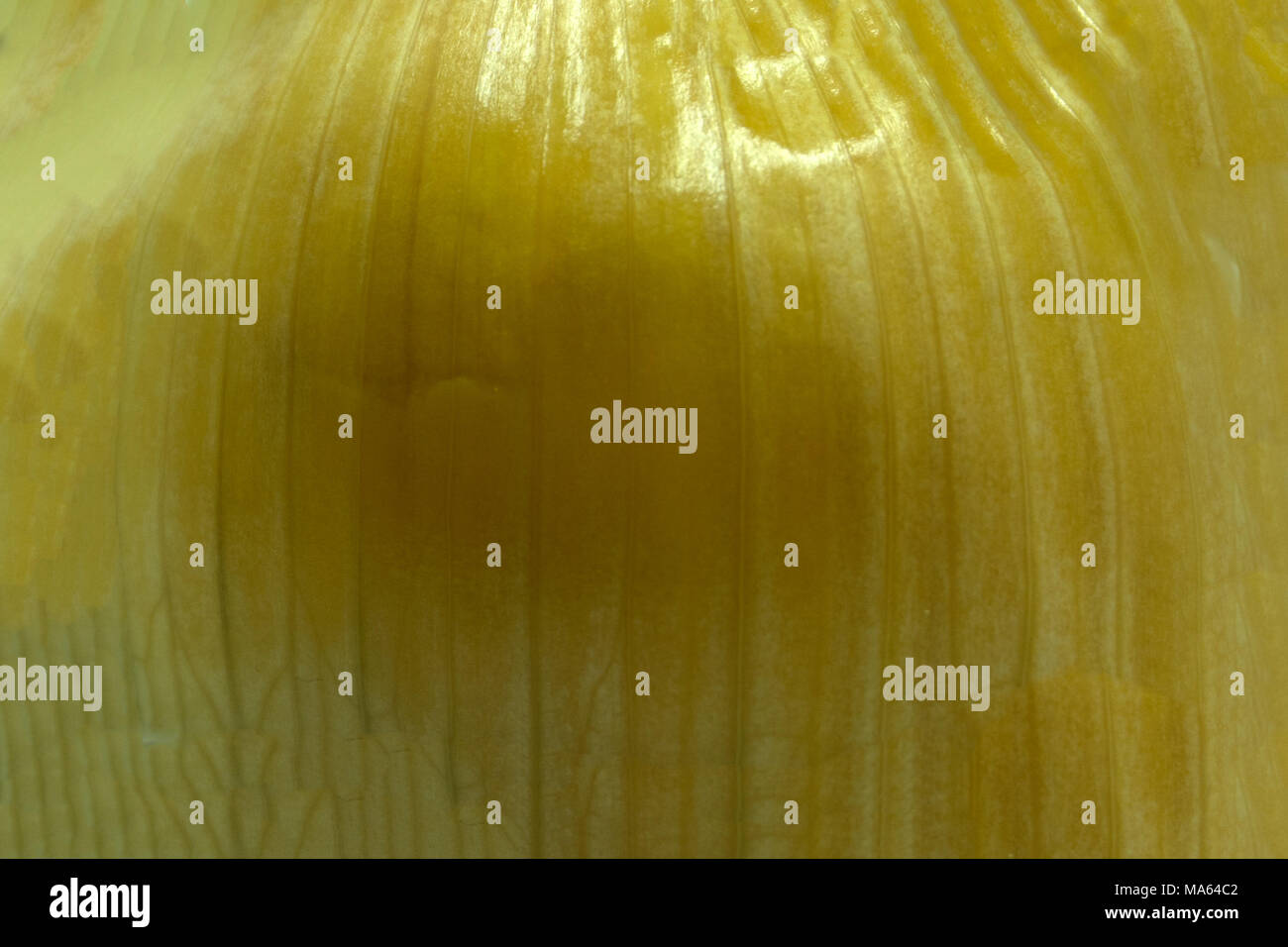 onion - natural background natural, peel, rind, shell Stock Photo - Alamy