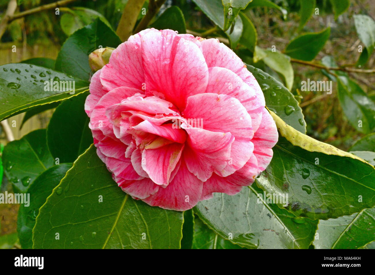 Camellia japonica 'debutante' hi-res stock photography and images - Alamy