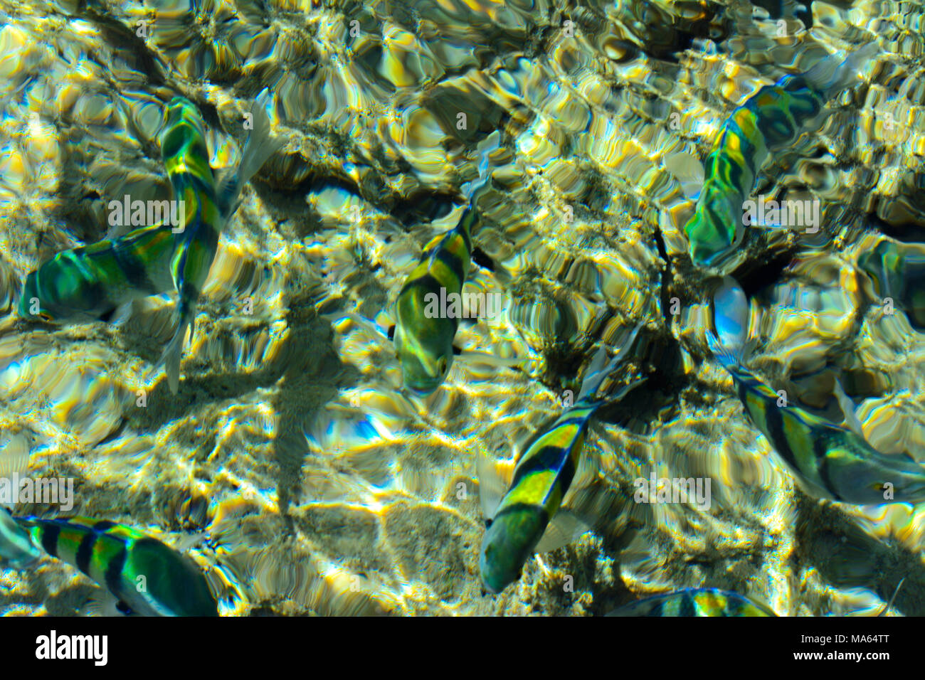 Multicolored beautiful red sea fish over the thickness of the water on ...