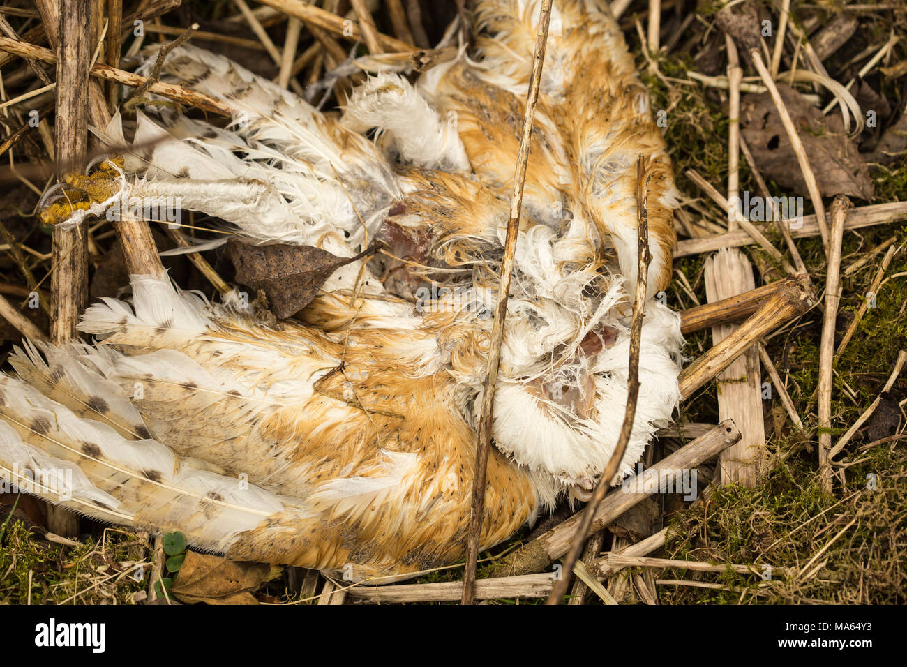 Dead owl hi-res stock photography and images - Alamy