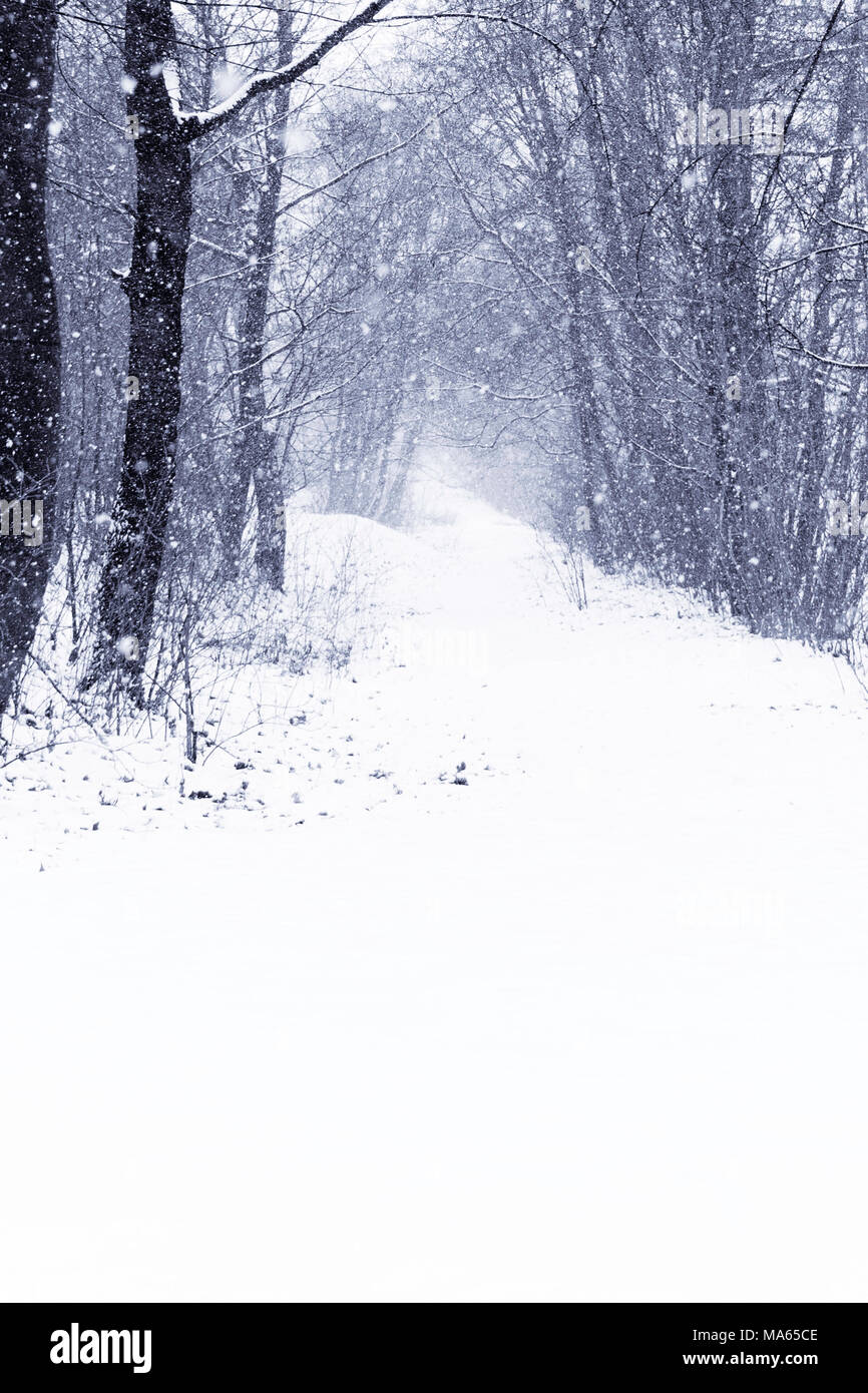 winter scene with trees and snow Stock Photo - Alamy