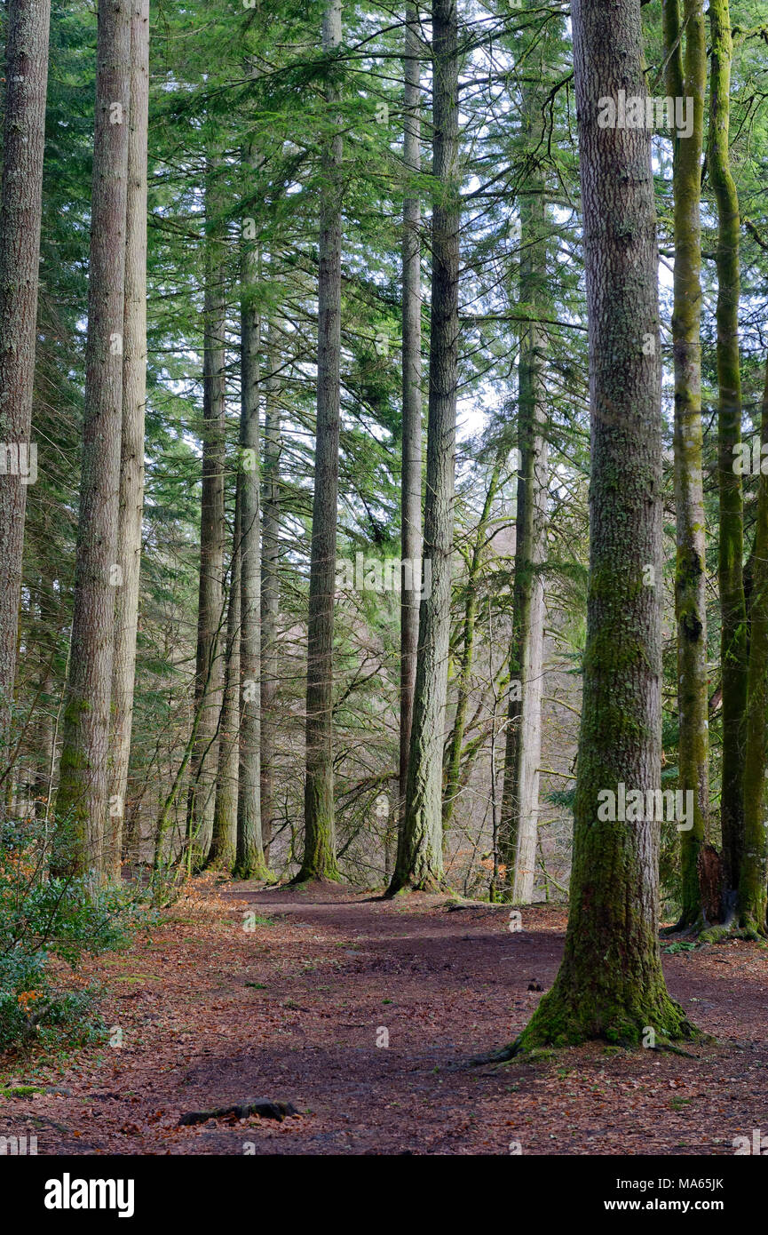Craigvinean forest hi-res stock photography and images - Alamy