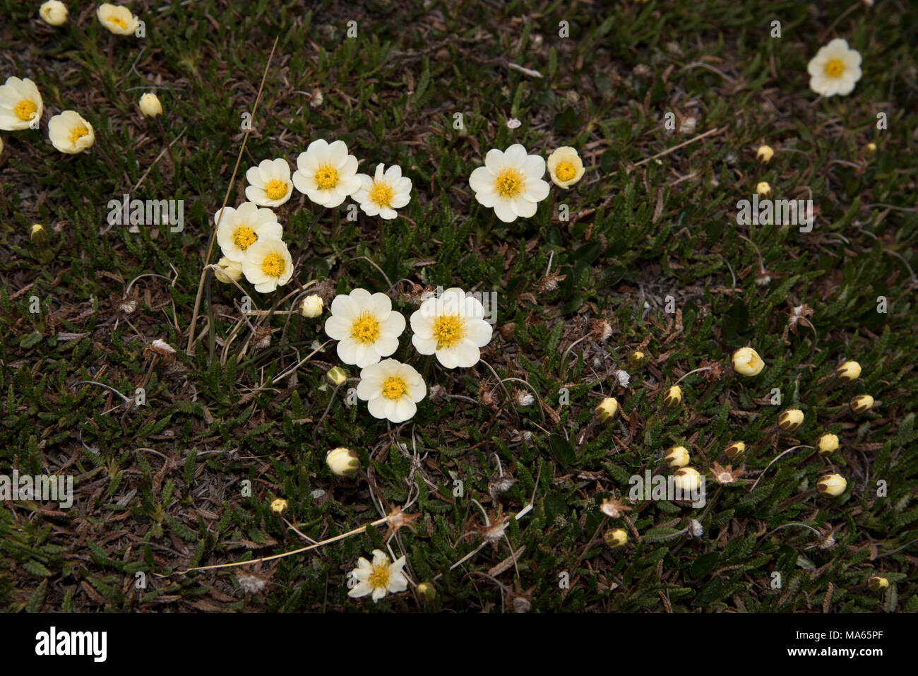 White Dryad flowering in Longyearbyen on Svalbard, which is an ...
