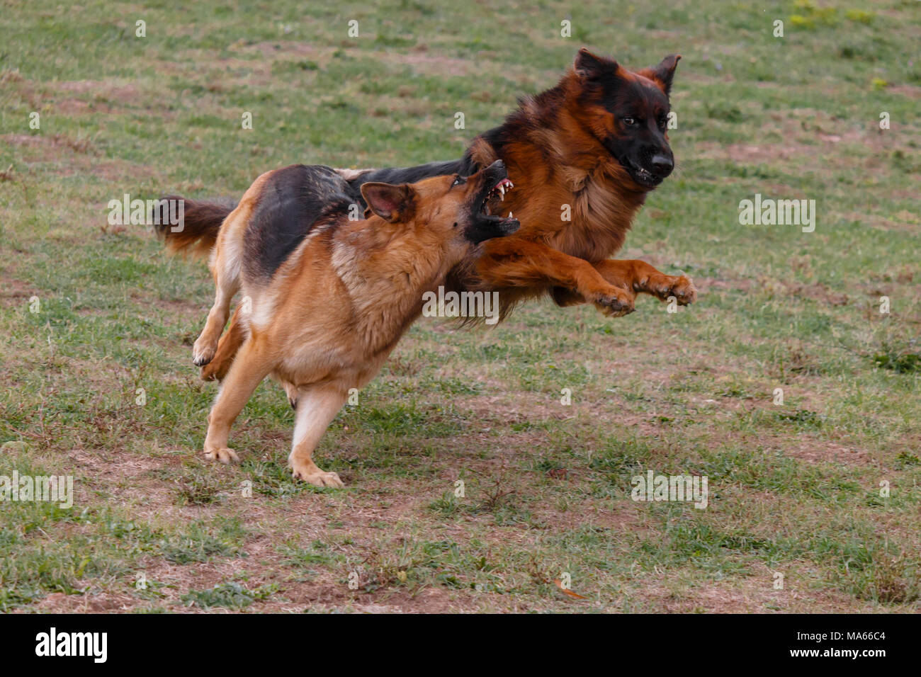 Two dogs playing german shepherd hi-res stock photography and images ...