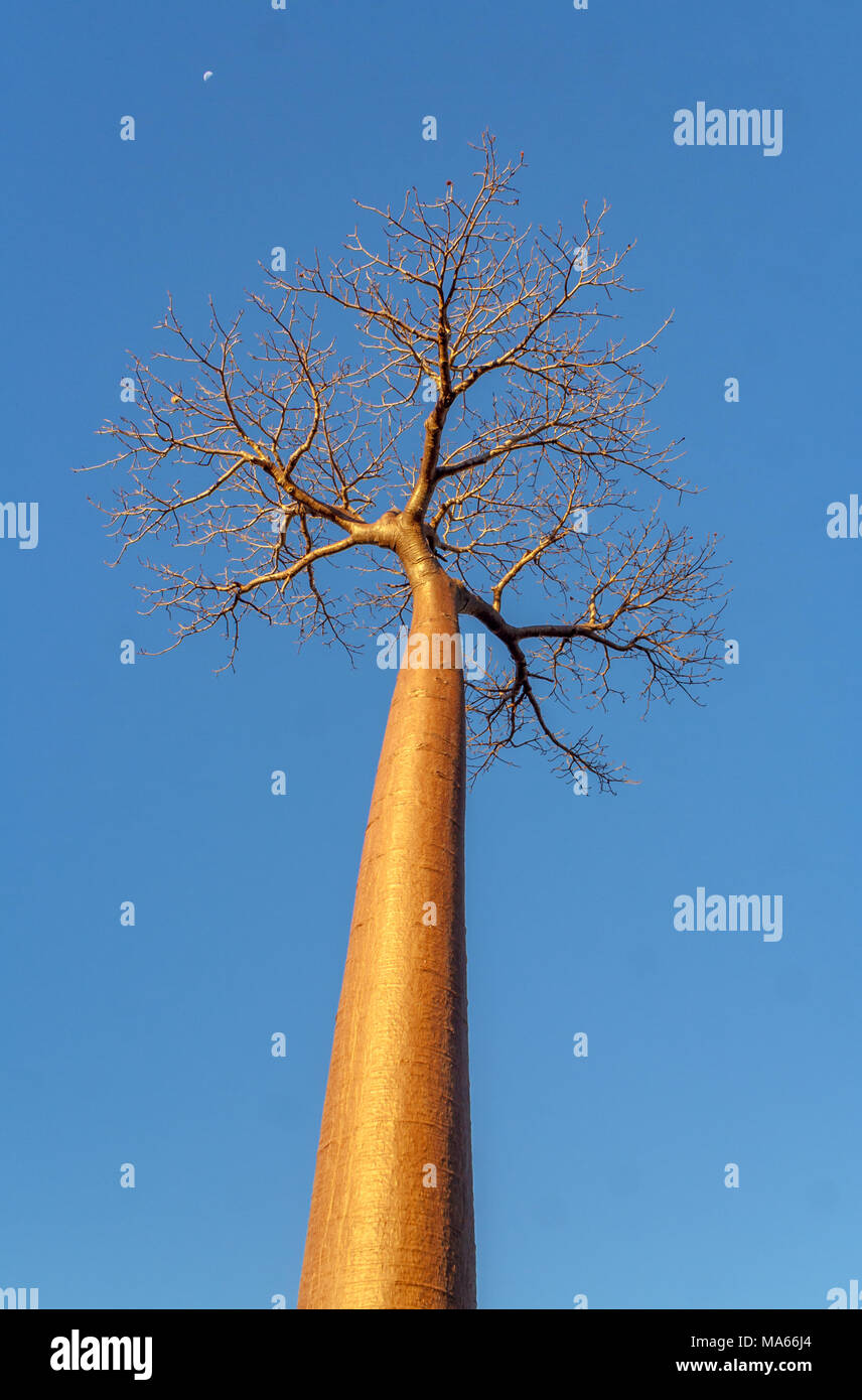 Baobabs tree in the savannah of Madagascar Stock Photo - Alamy