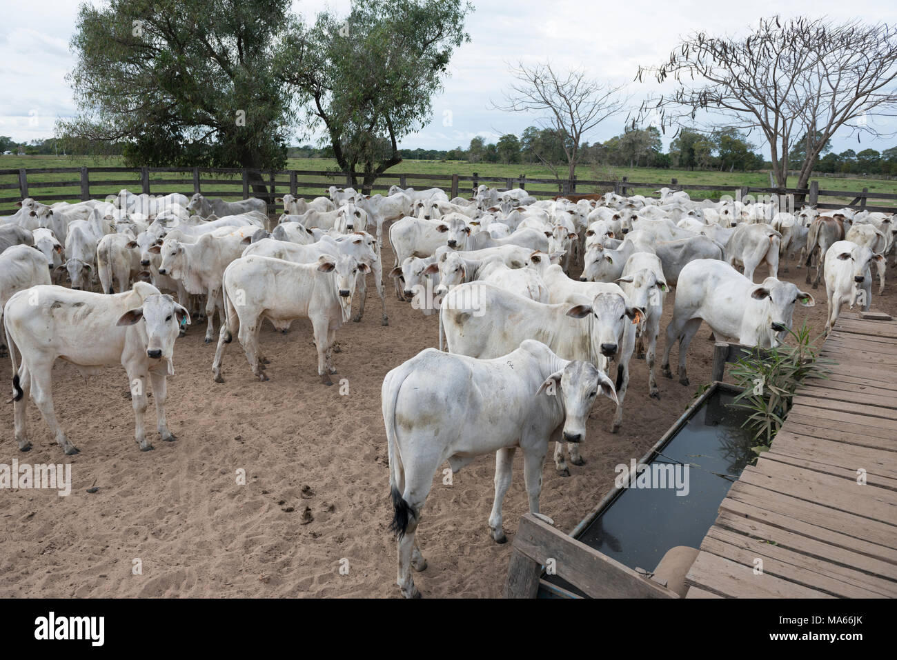Nelore cattle corraled on a ranch in South Pantanal, Brazil Stock Photo ...