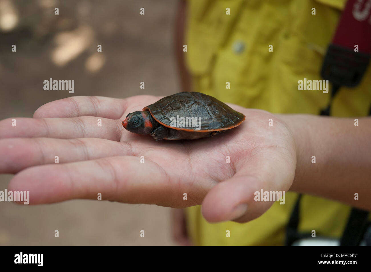 Baby Red-headed River Turtle from the Amazon, Brazil Stock Photo - Alamy
