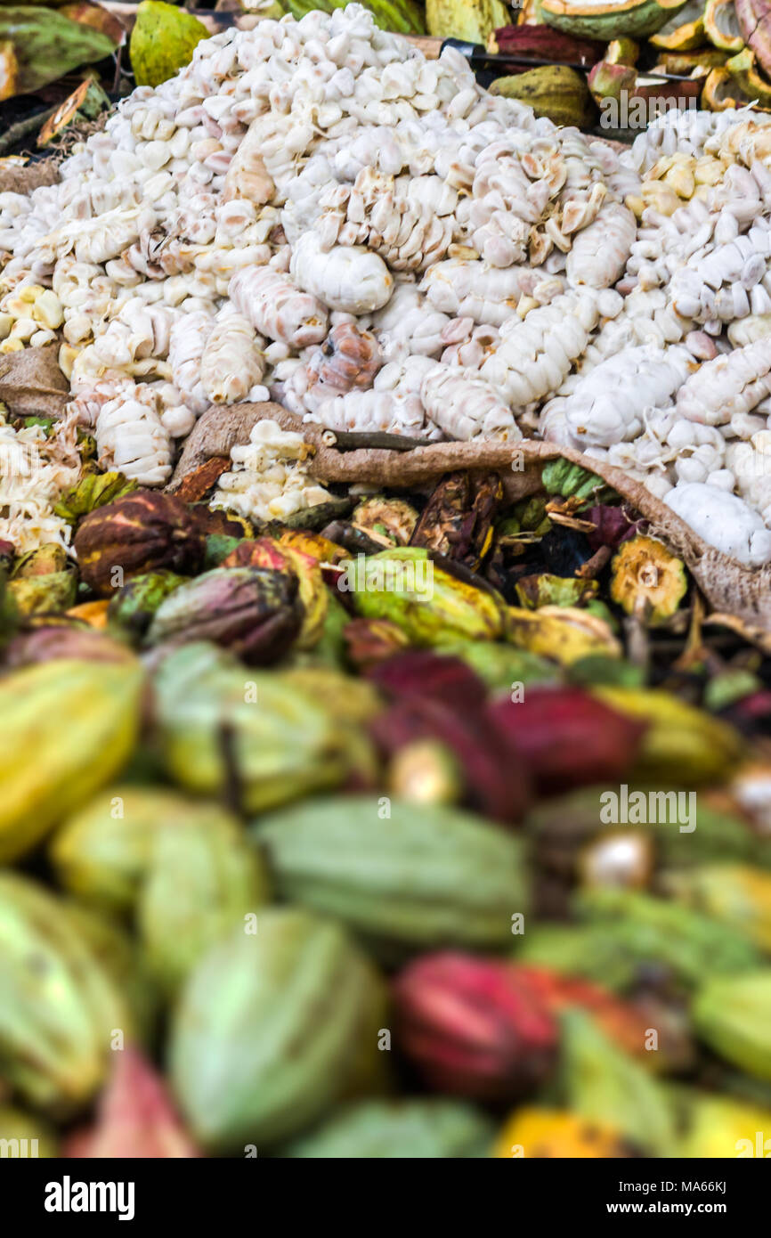 Cocoa beans from Madagascar freshly harvested Stock Photo - Alamy