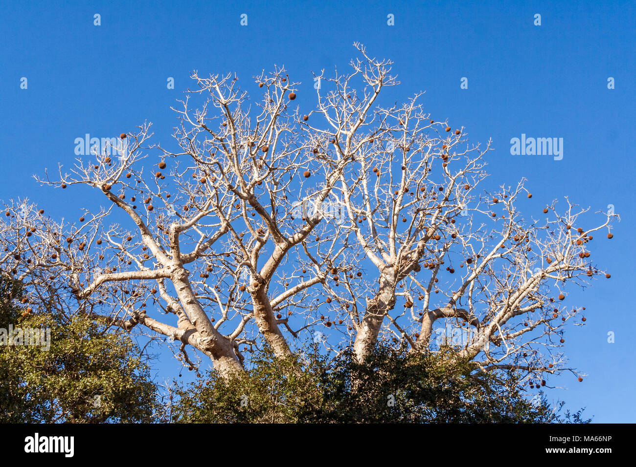 Baobab tree in fruits near Morondava, eastern Madagascar Stock Photo ...