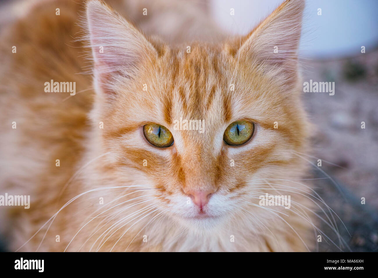 Ginger tabby cat hi-res stock photography and images - Alamy