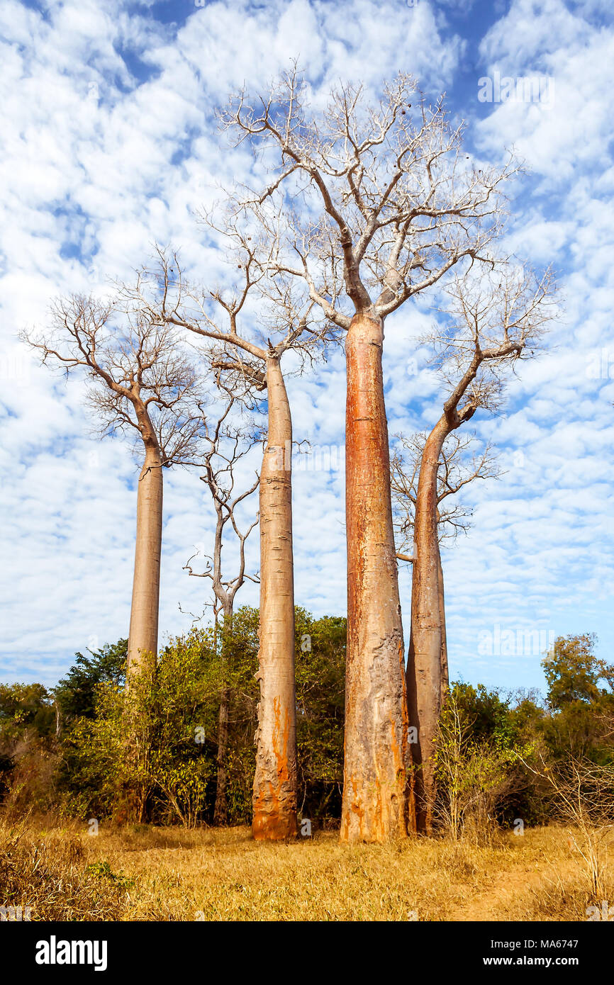 Baobab trees near Morondava, western Madagascar Stock Photo - Alamy