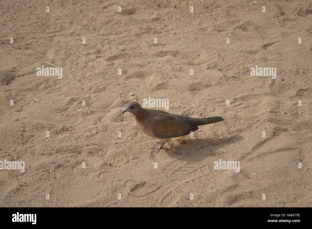 Egypt bird hi-res stock photography and images - Alamy