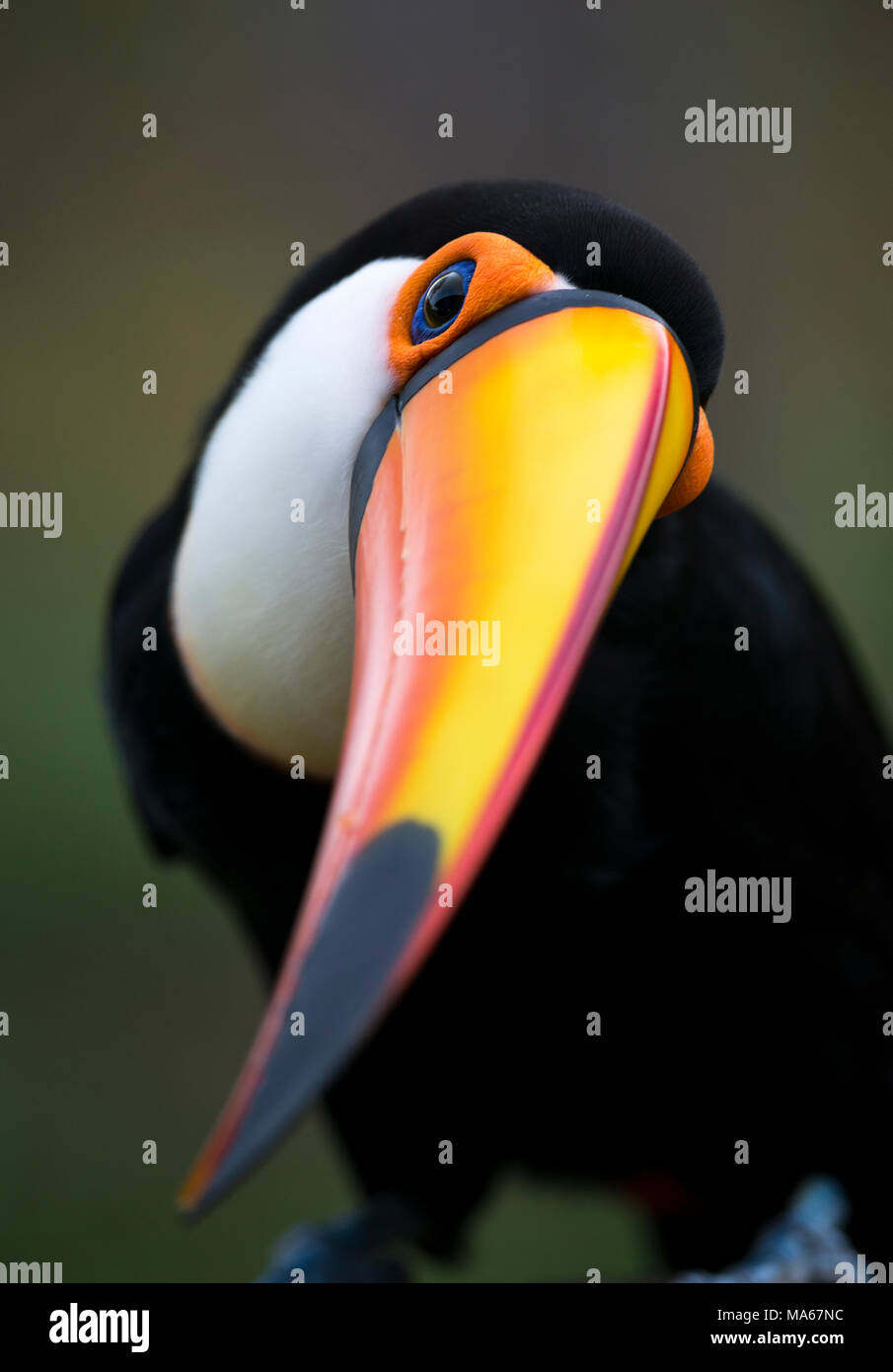 Toucan hi-res stock photography and images - Alamy