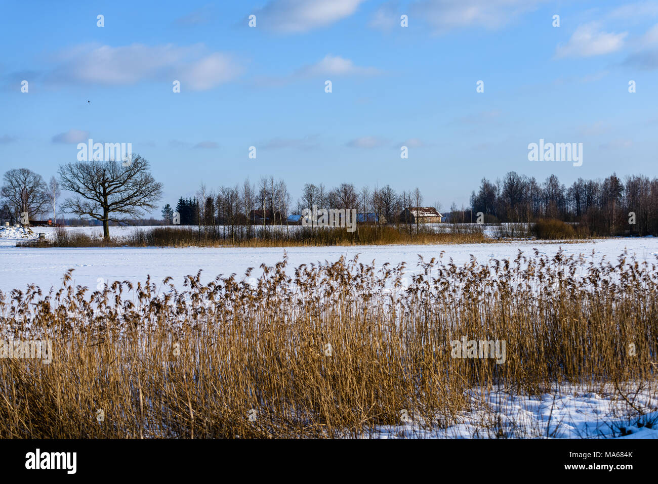 winter rural scene with snow and tree trunks in cold weather. sunny day ...