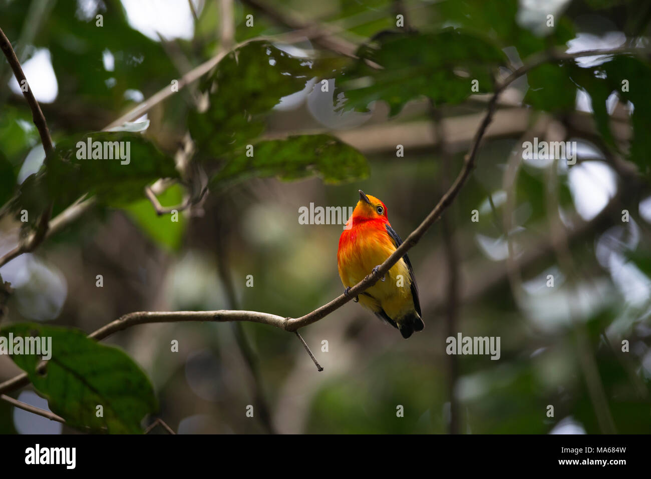 Band Tailed Manakin High Resolution Stock Photography and Images - Alamy