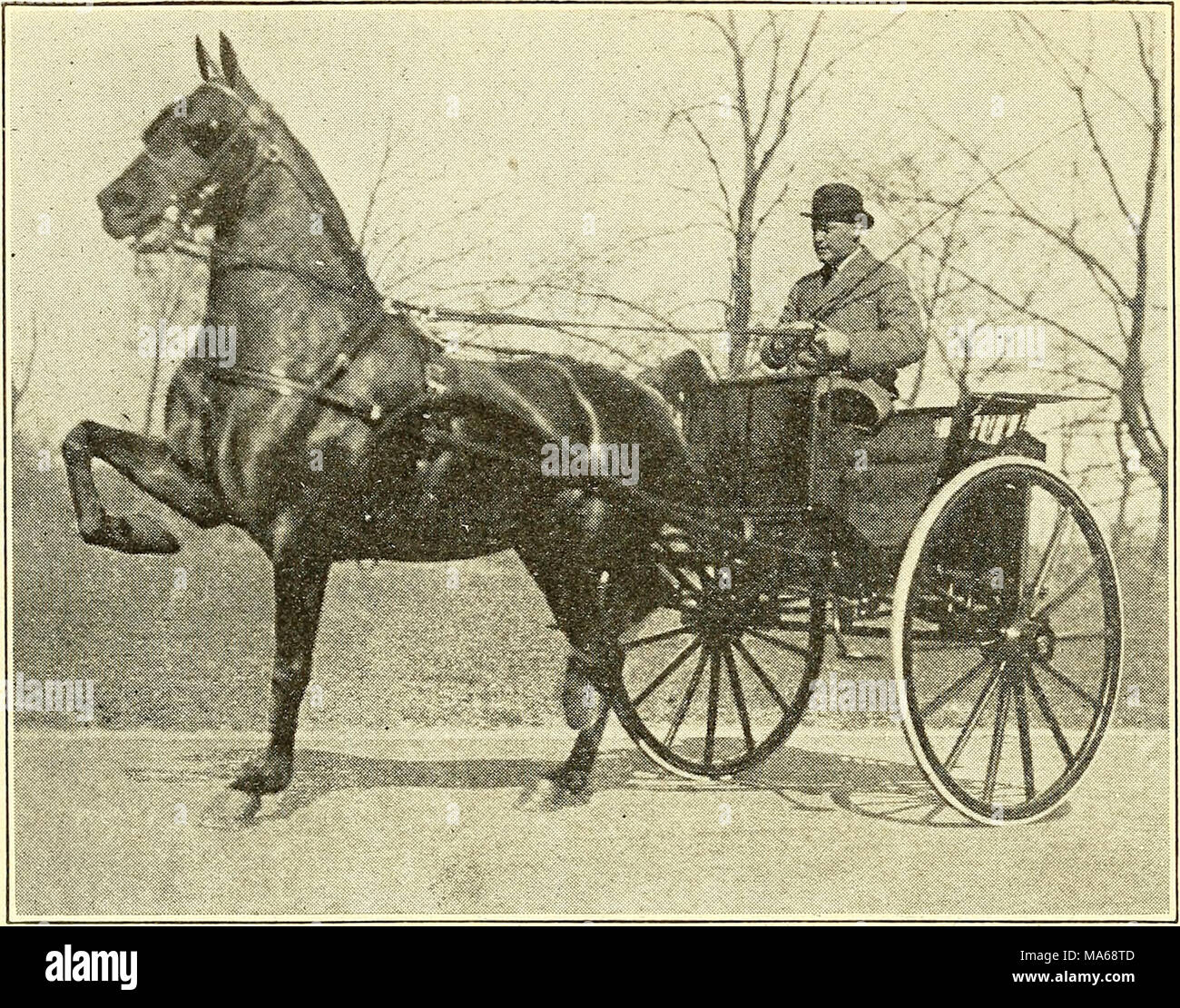 . Elements of hippology Stock Photo - Alamy