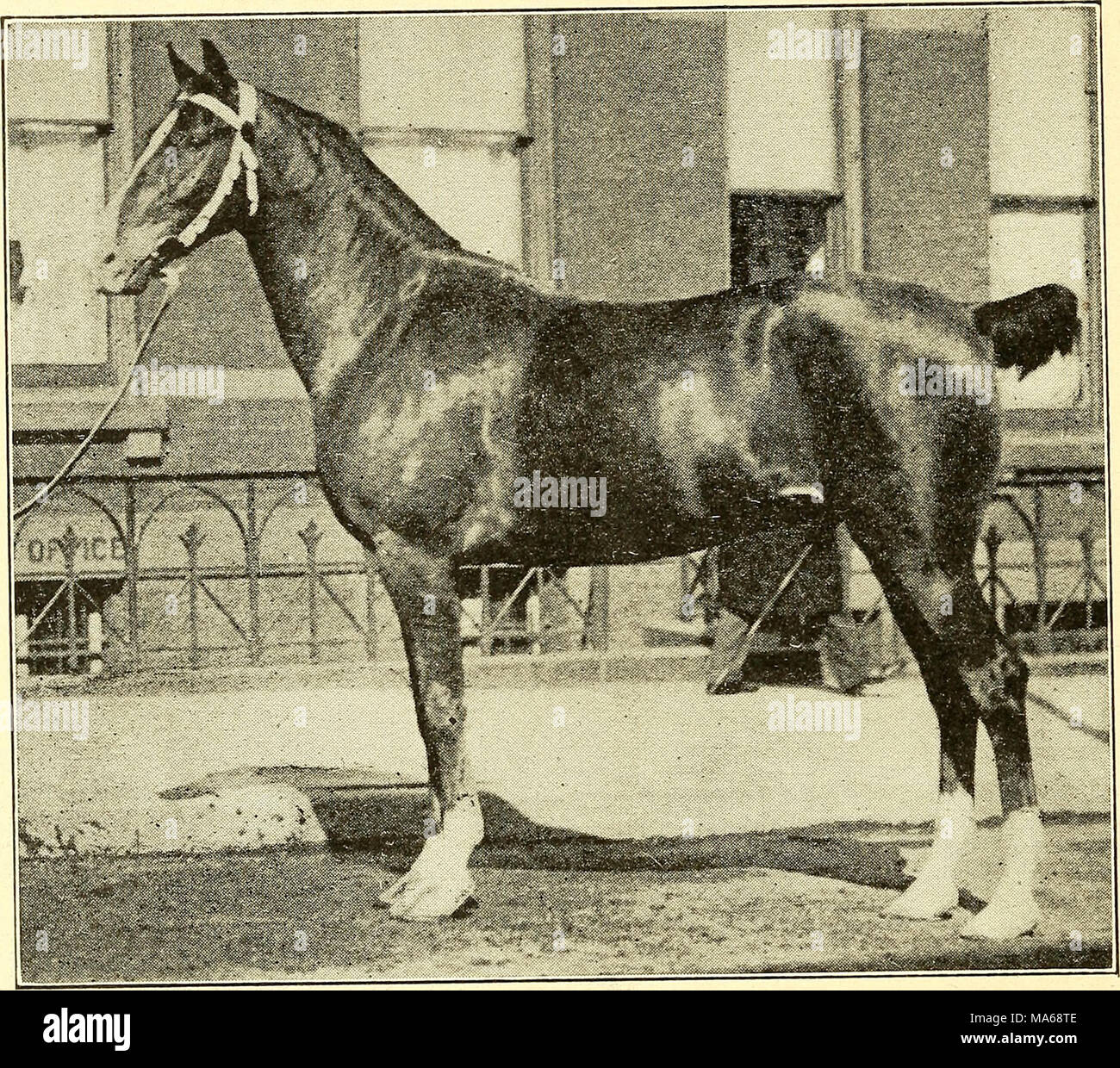 . Elements of hippology Stock Photo - Alamy