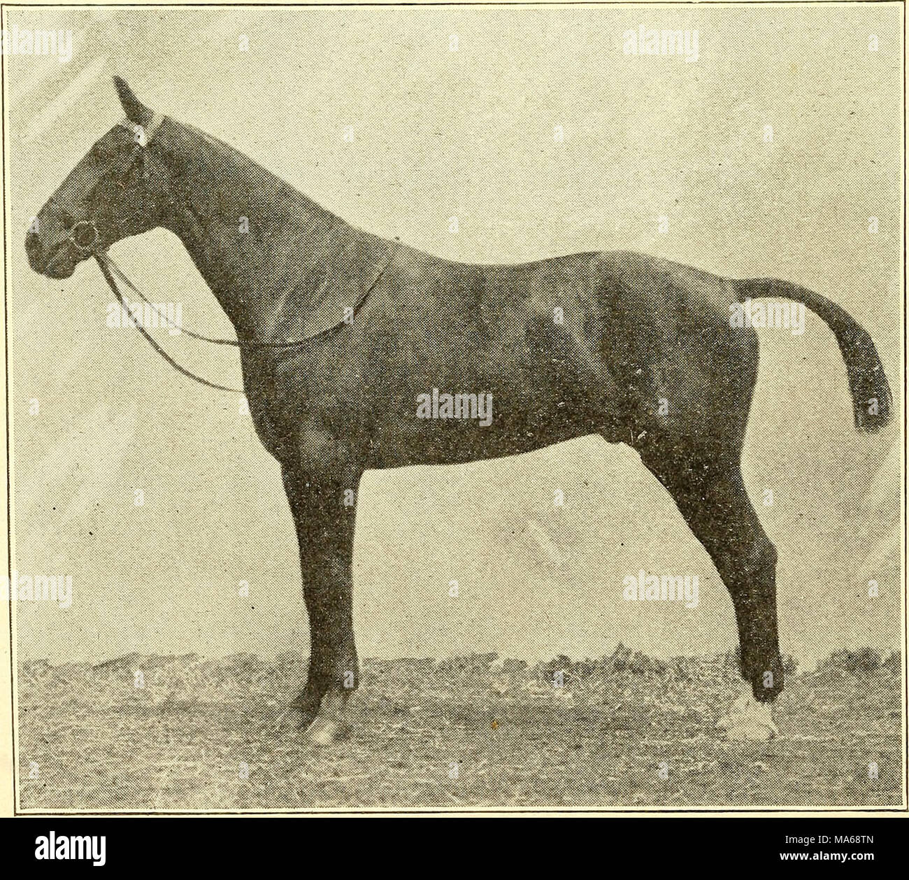 . Elements of hippology Stock Photo - Alamy