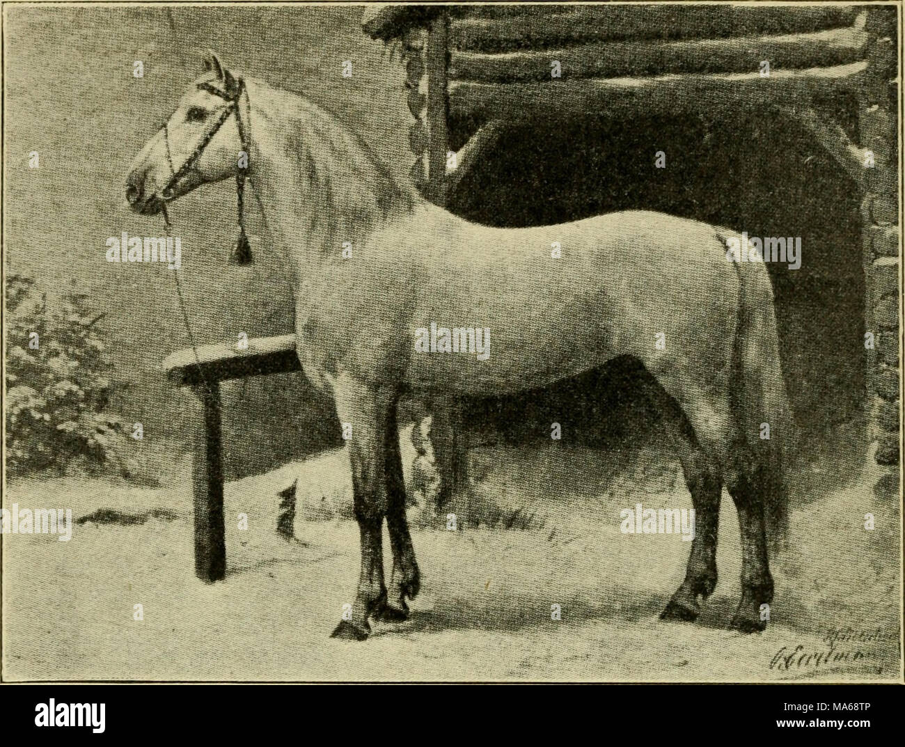 . Elements of hippology Stock Photo - Alamy