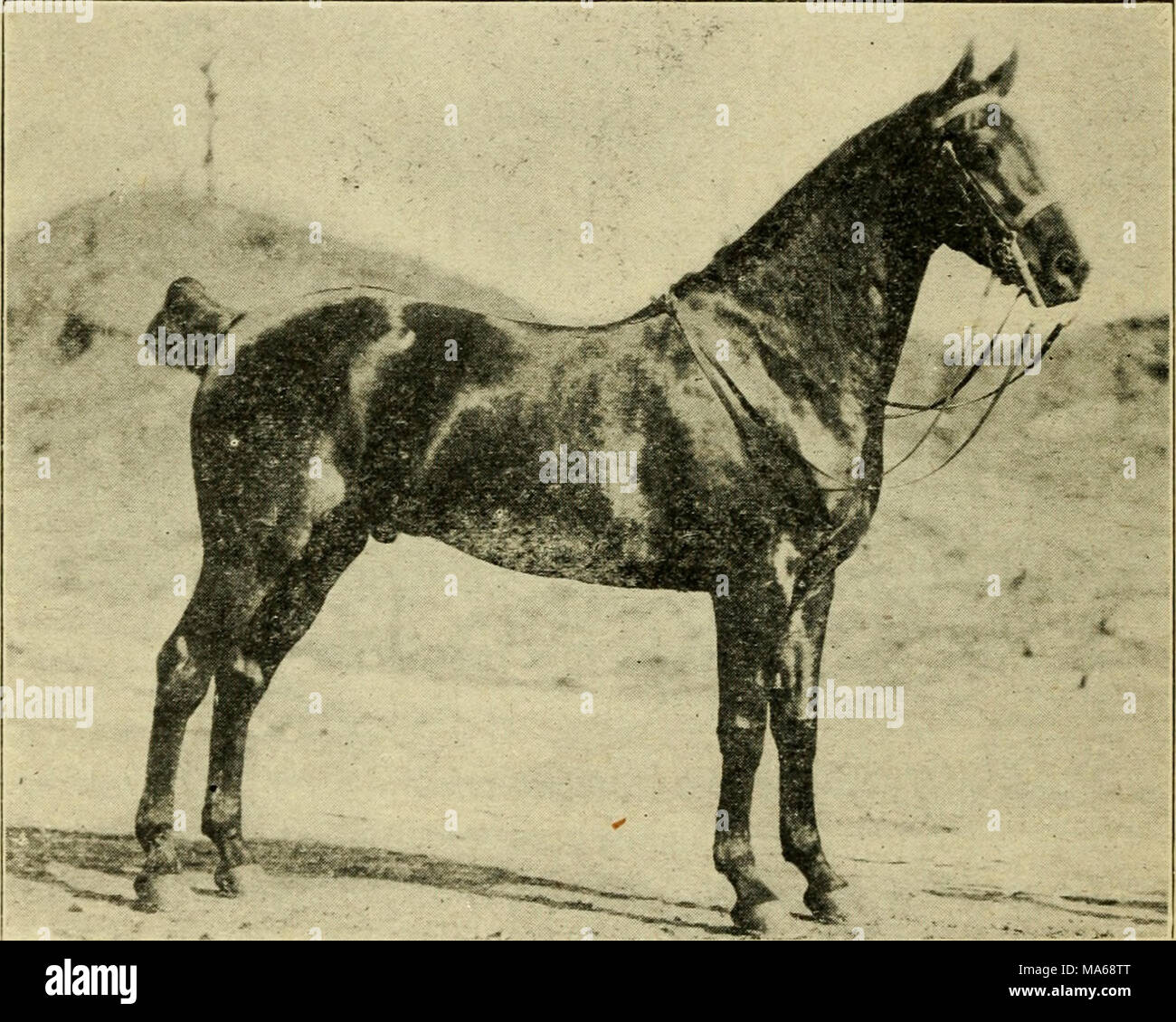 . Elements of hippology Stock Photo - Alamy