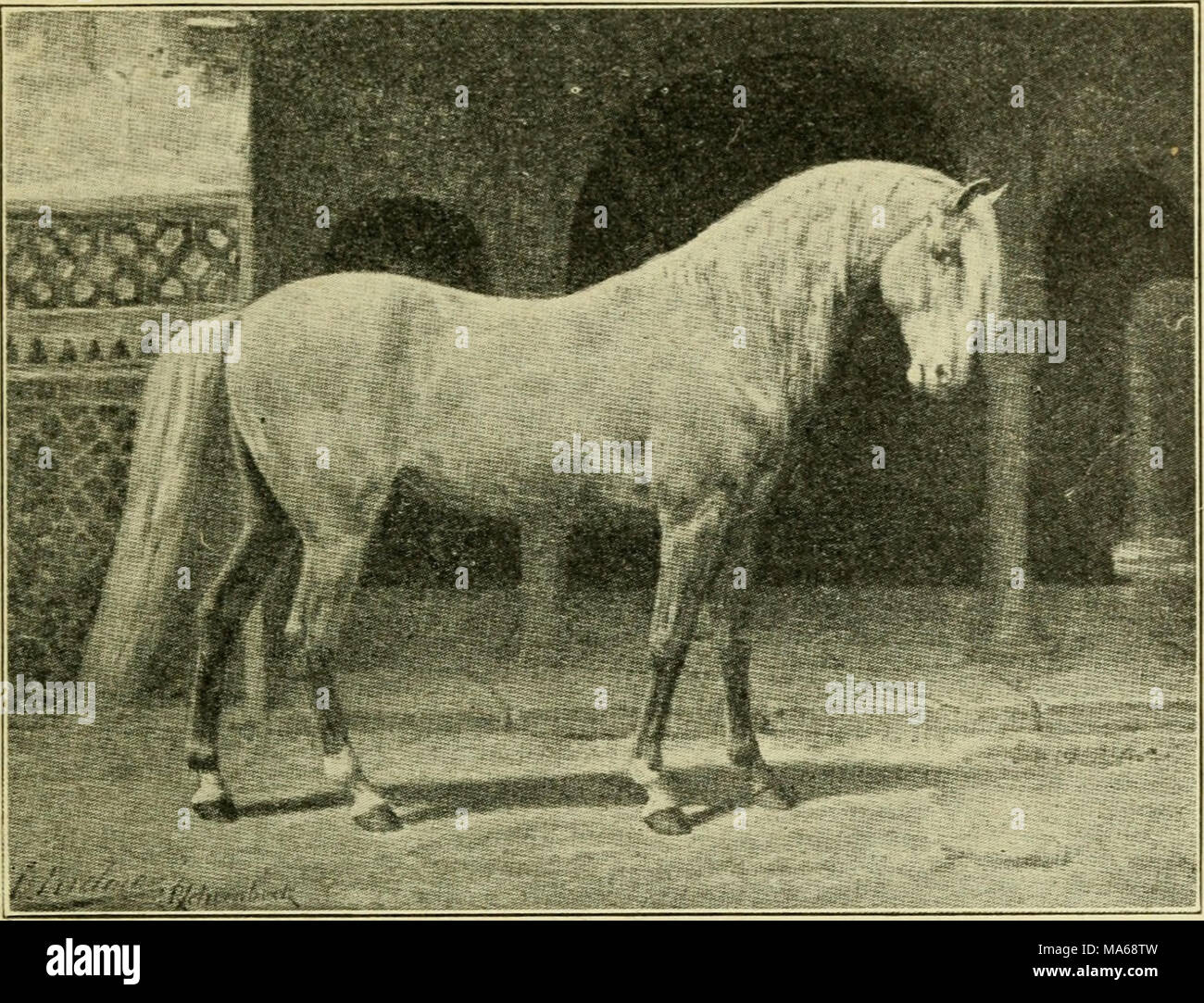 . Elements of hippology Stock Photo - Alamy