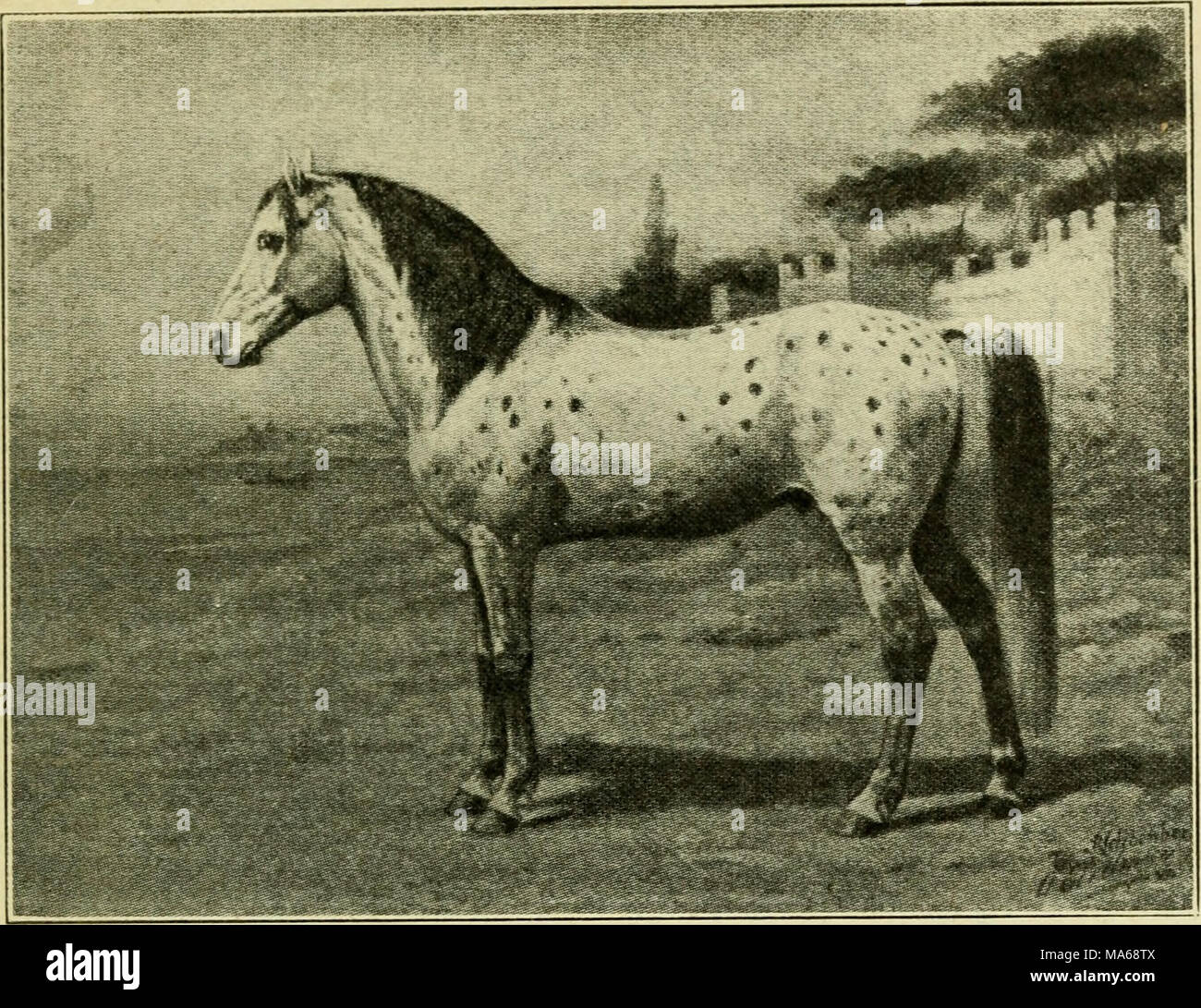 . Elements of hippology Stock Photo - Alamy