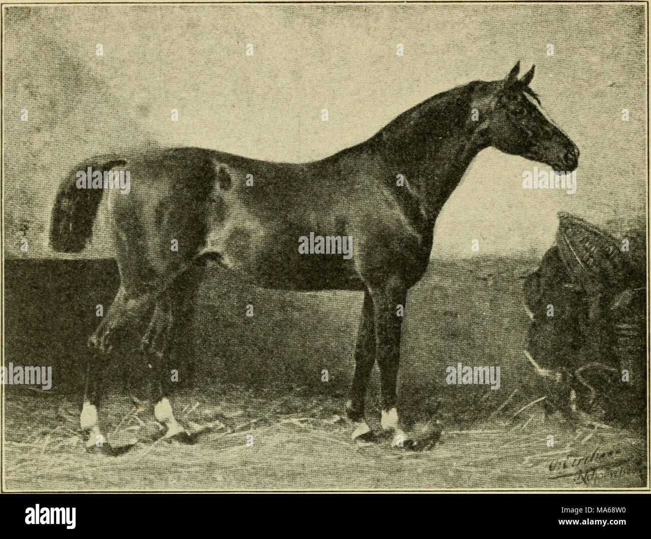 . Elements of hippology Stock Photo - Alamy