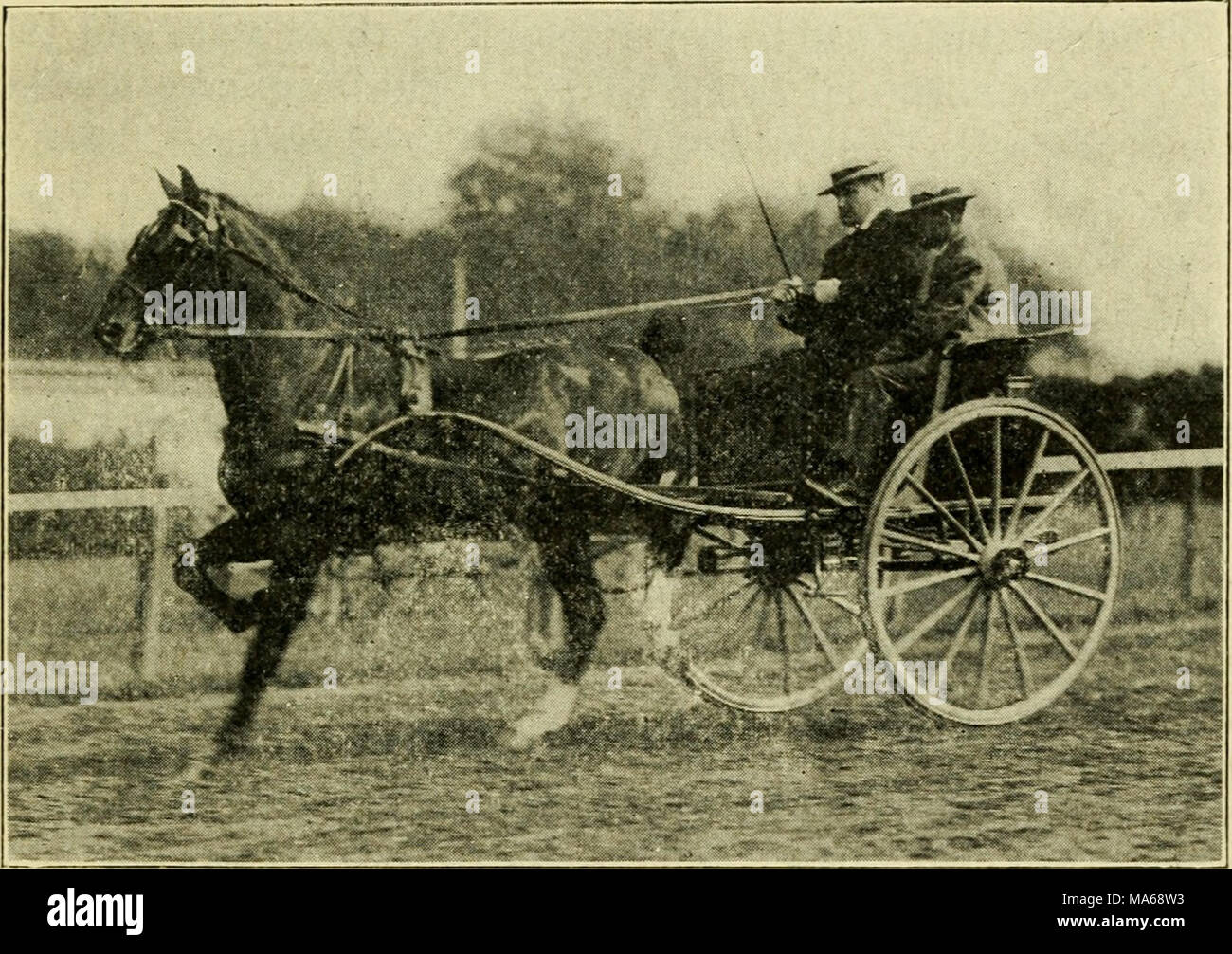. Elements of hippology Stock Photo - Alamy
