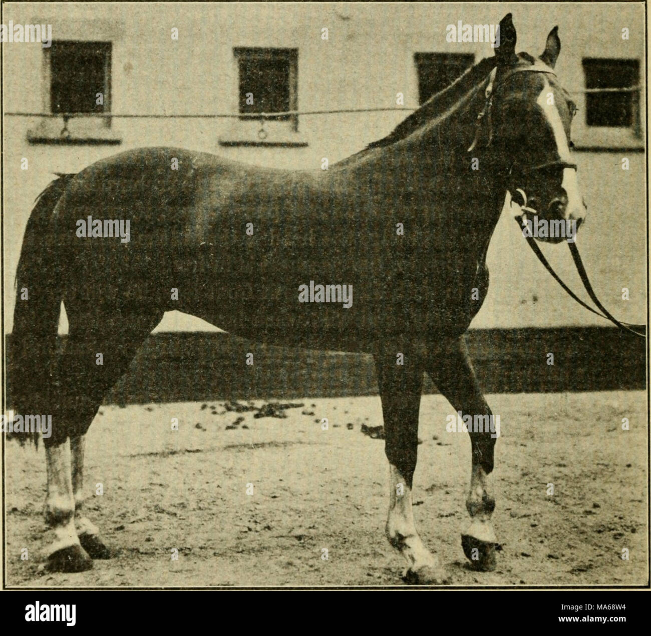 . Elements of hippology Stock Photo - Alamy