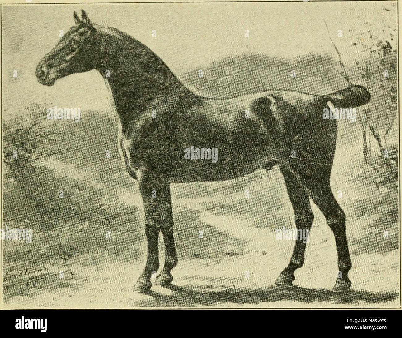 . Elements of hippology Stock Photo - Alamy